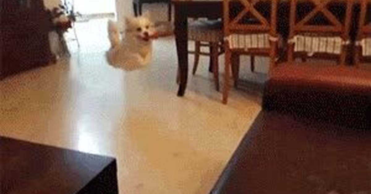 GIF: Otro fail perruno al estilo GTA V