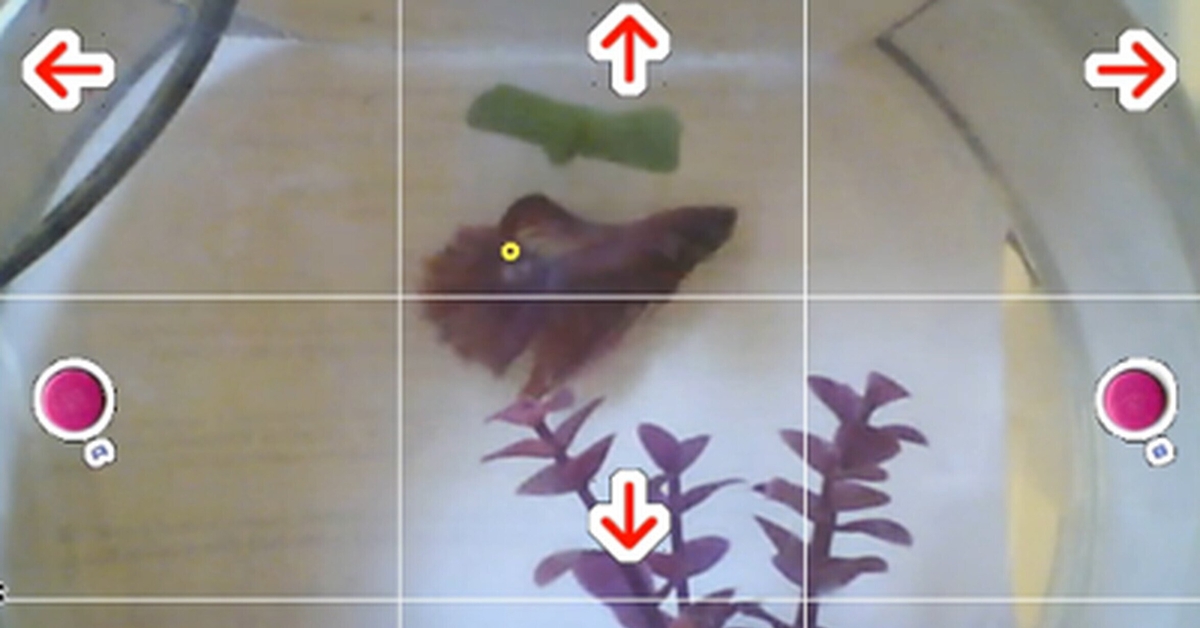 Cuando crees que ya lo has visto todo llega el pez que juega a Pokémon