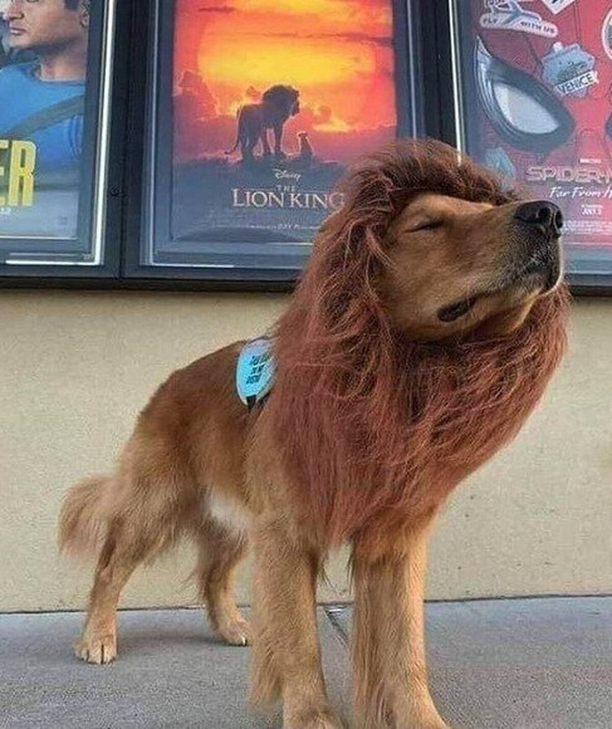 Top 388 memes de leon