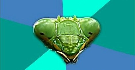 Cuánto cabrón / Good Guy Mantis