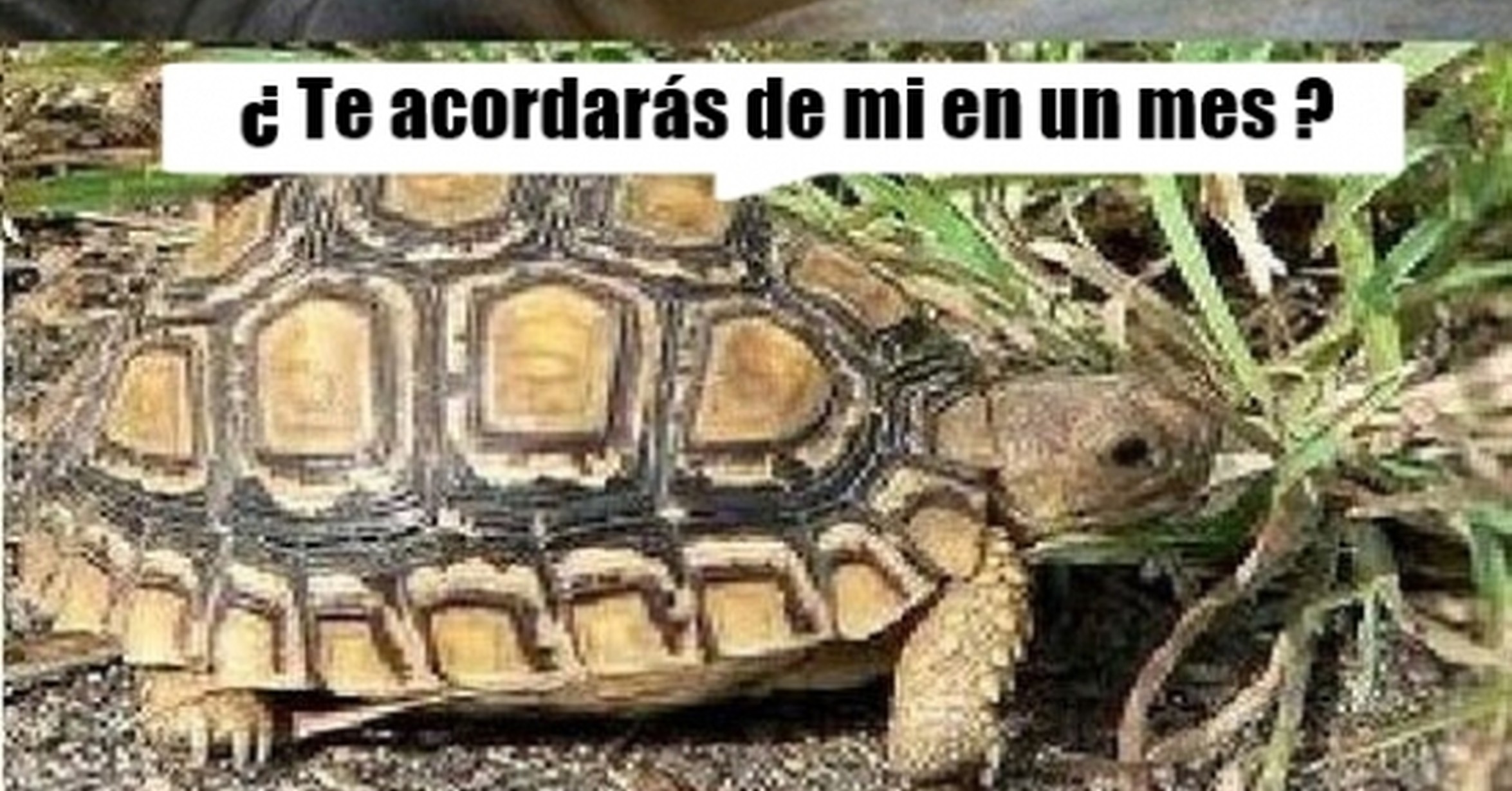 Cuánto cabrón / Inolvidable...