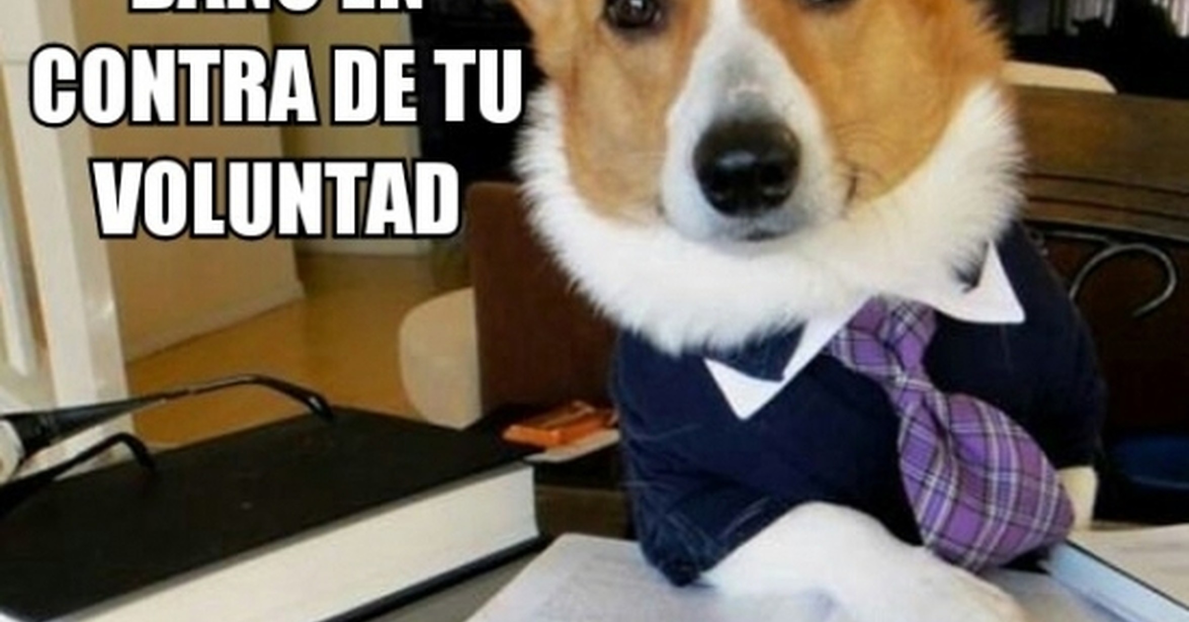 Memes Perro Abogado #MemeCut #Meme #MemeCut Tan Chistosos 😂🤪