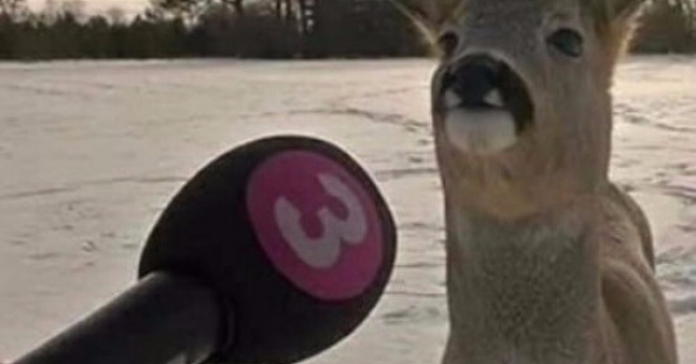 Cuánto cabrón / Los ciervos también van de fiesta