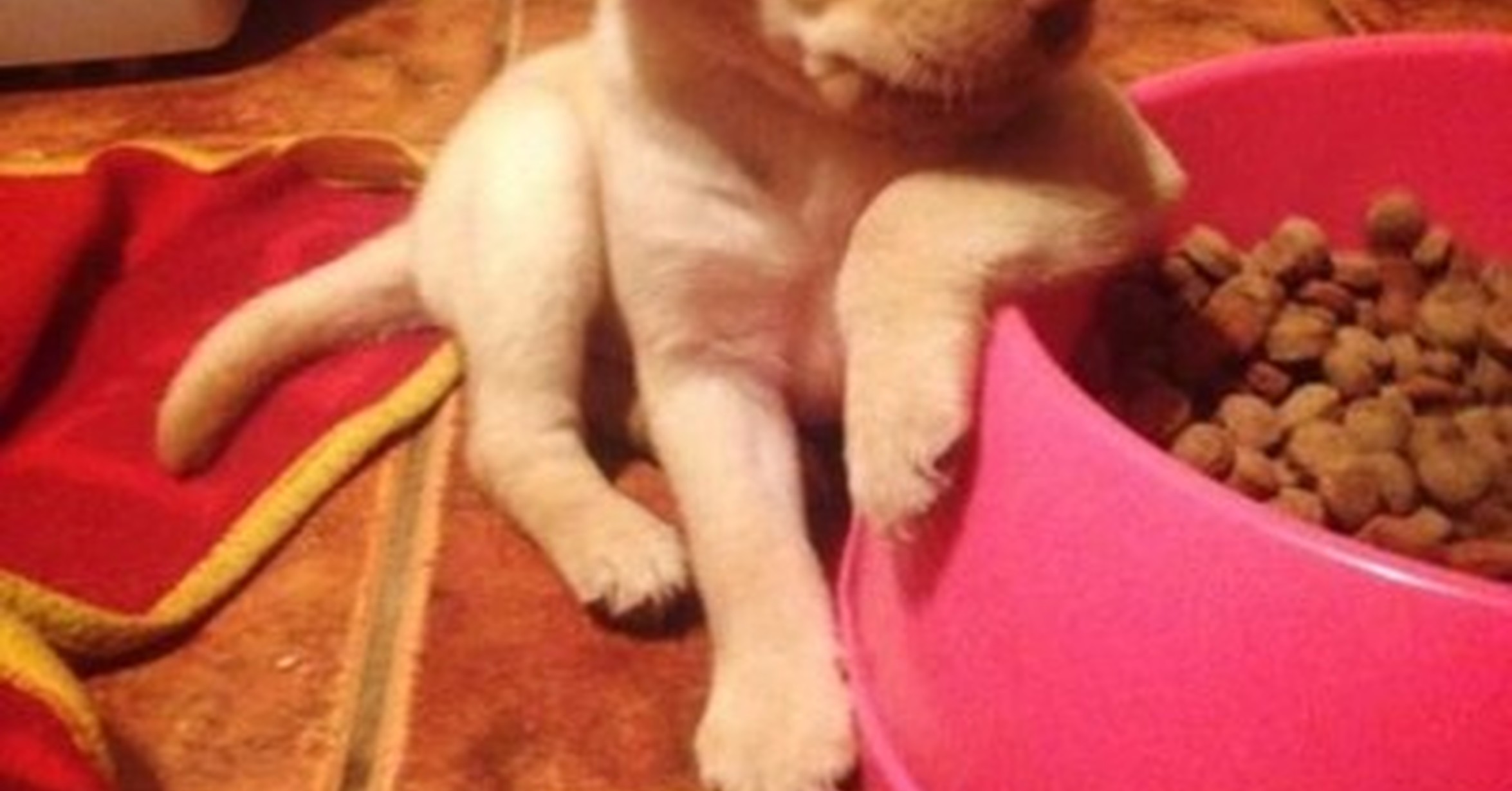 Cuánto cabrón / Ligando como un animal