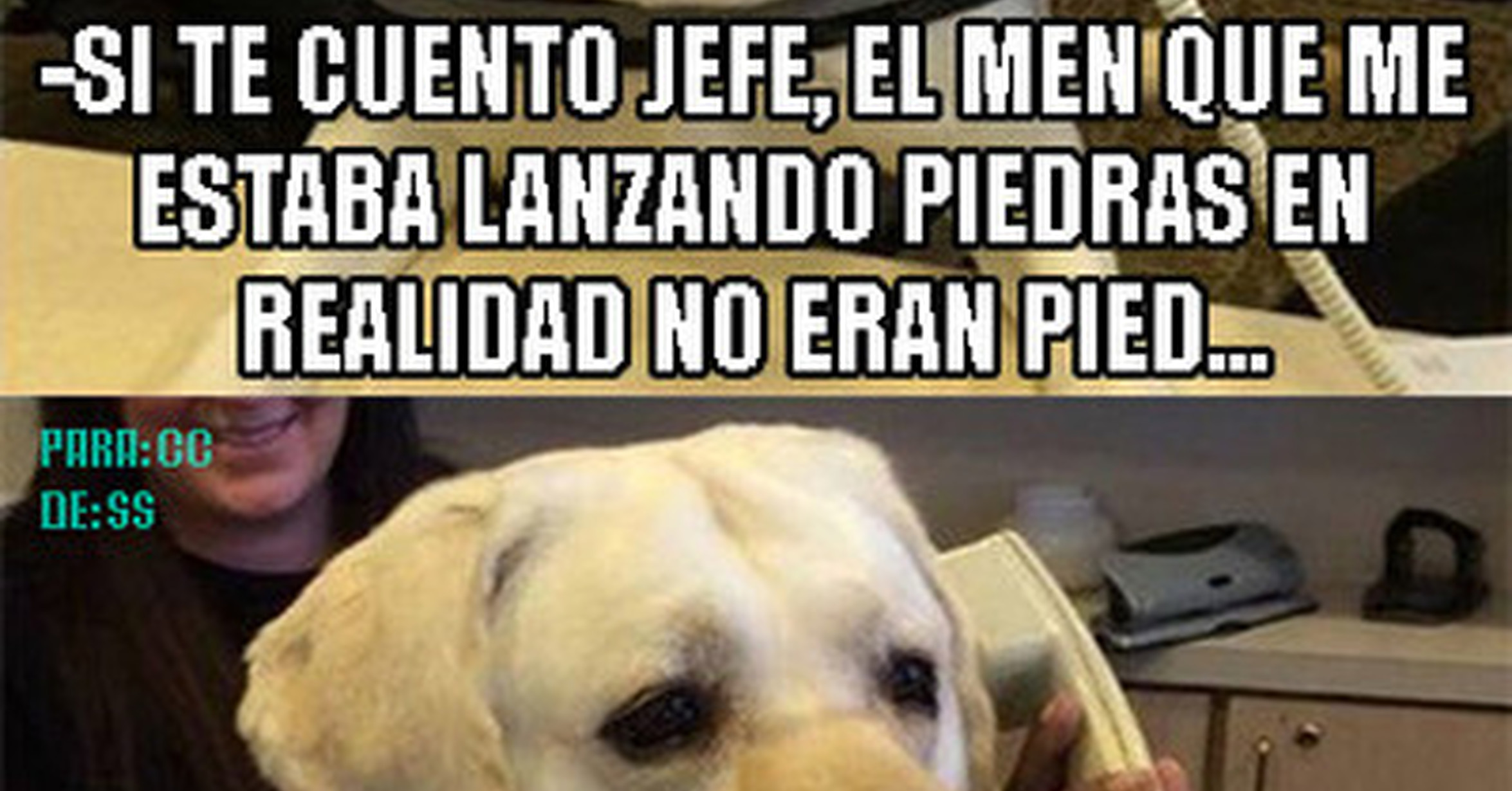 Como Un Meme De Perro Jefe CAPTADO POR CÁMARA: Perro Golpeado Con