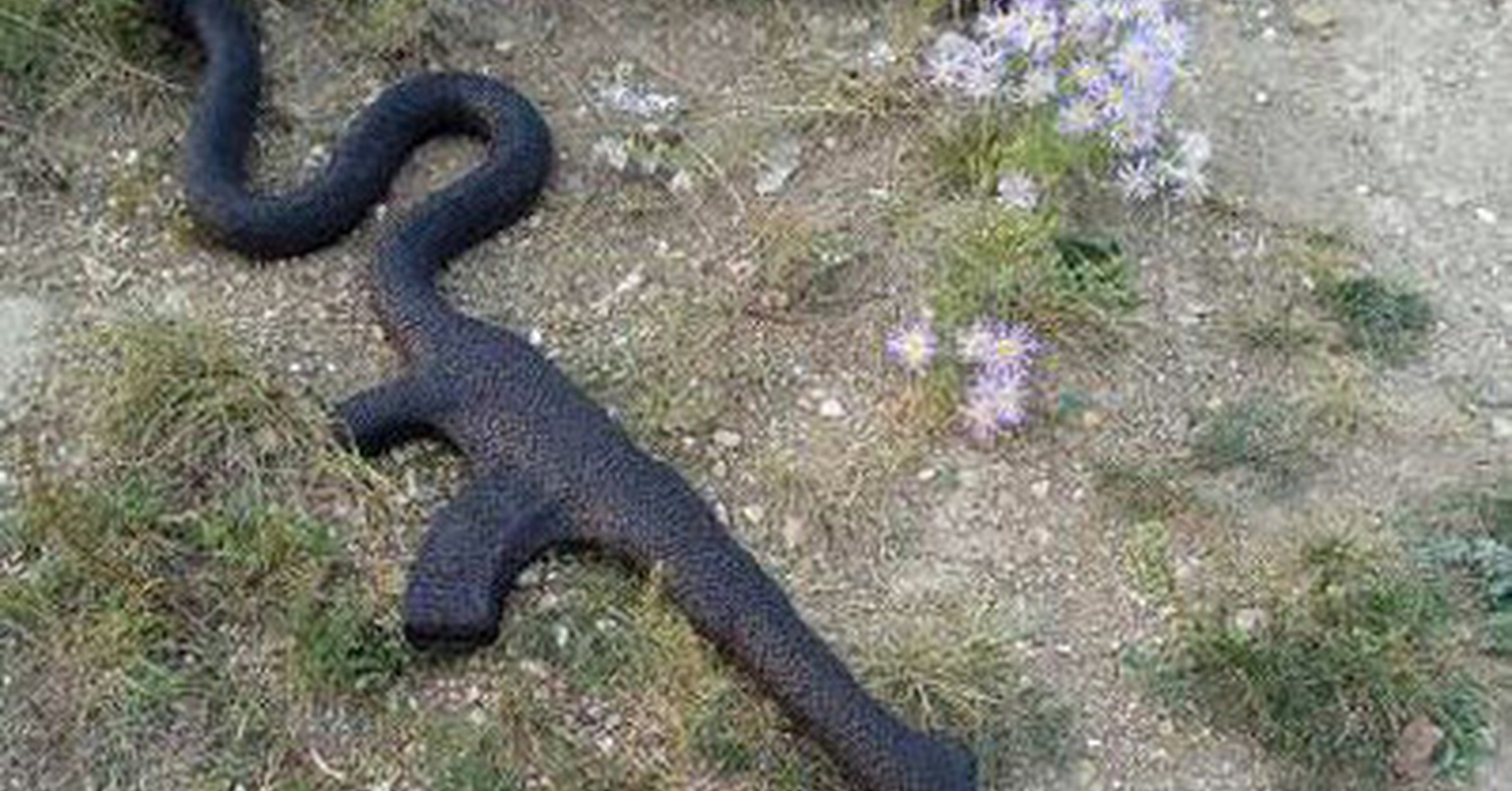 Cuánto cabrón / SnAK-47