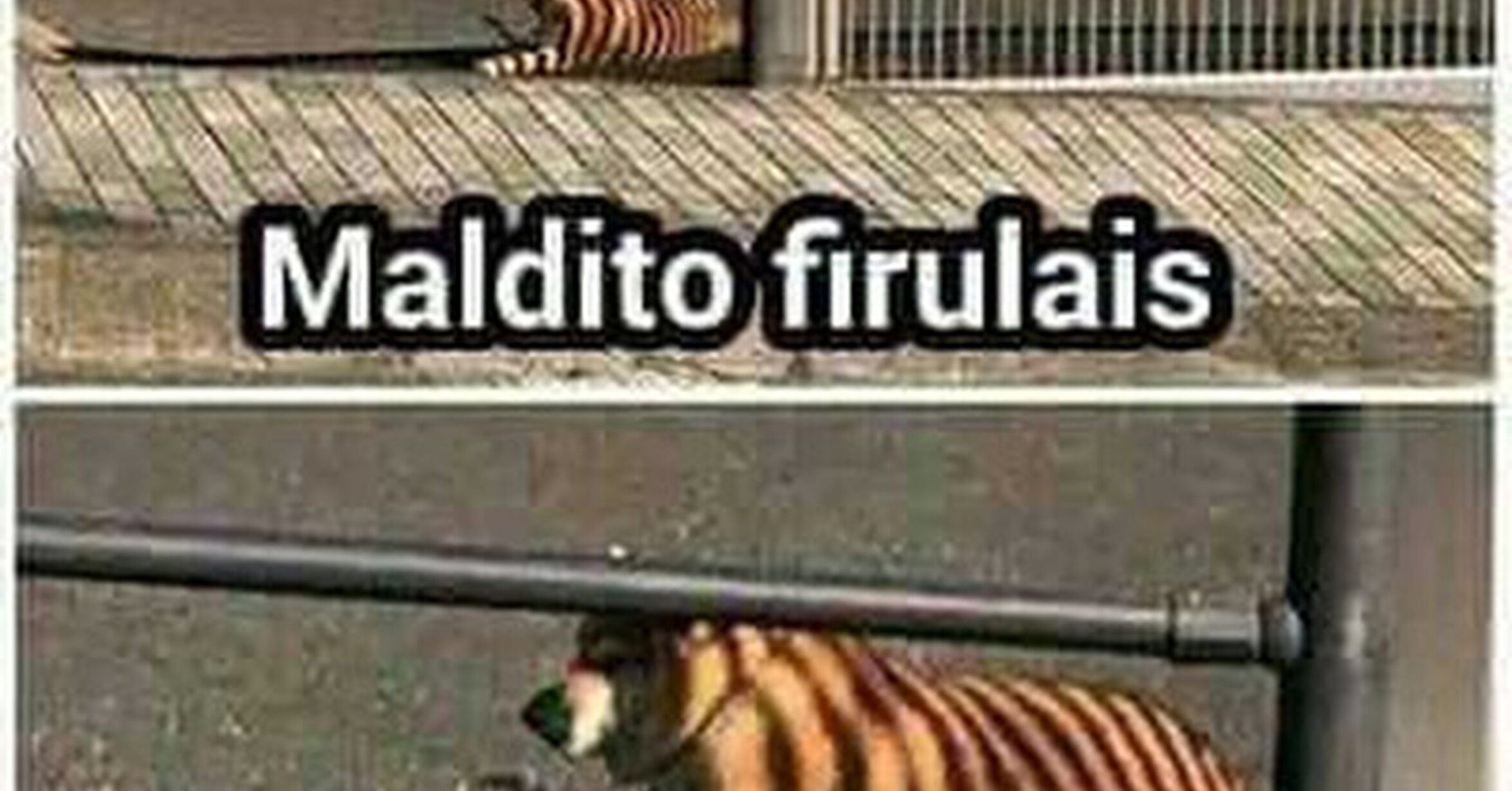 Cuánto cabrón / Maldito Firulais