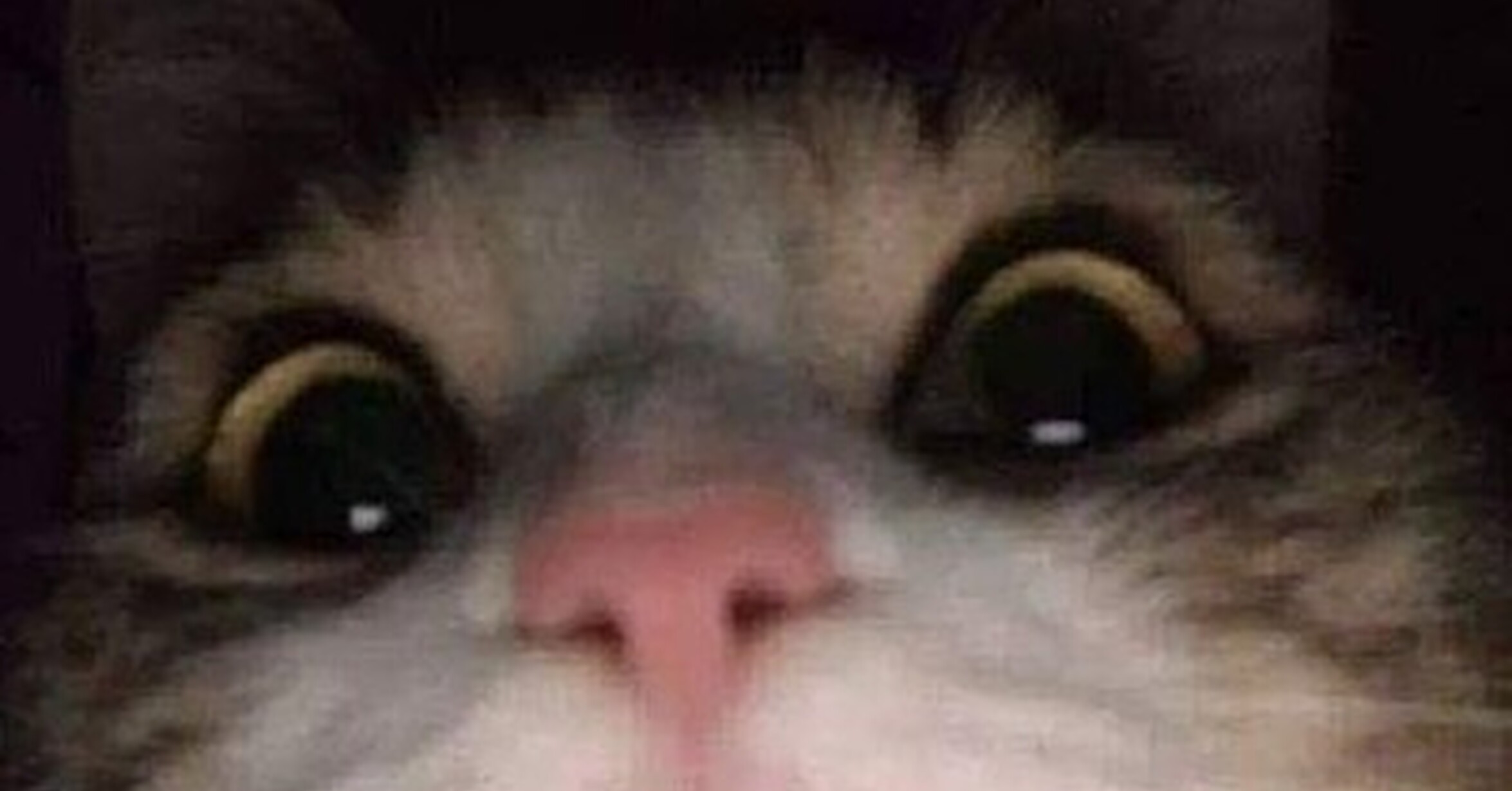 Cuánto cabrón / ¡Pero Misifú!