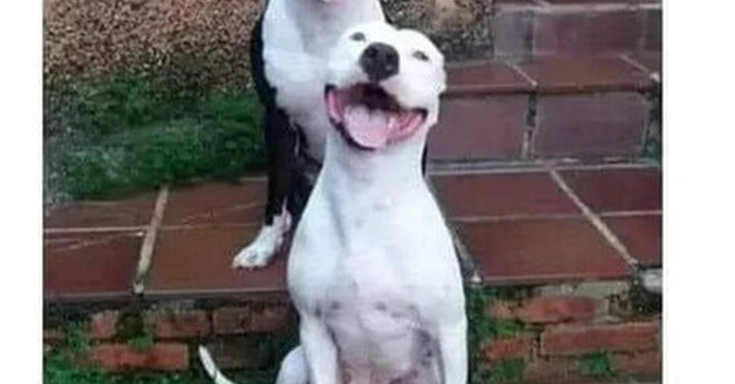 Cuánto cabrón / Pequeño pero matón