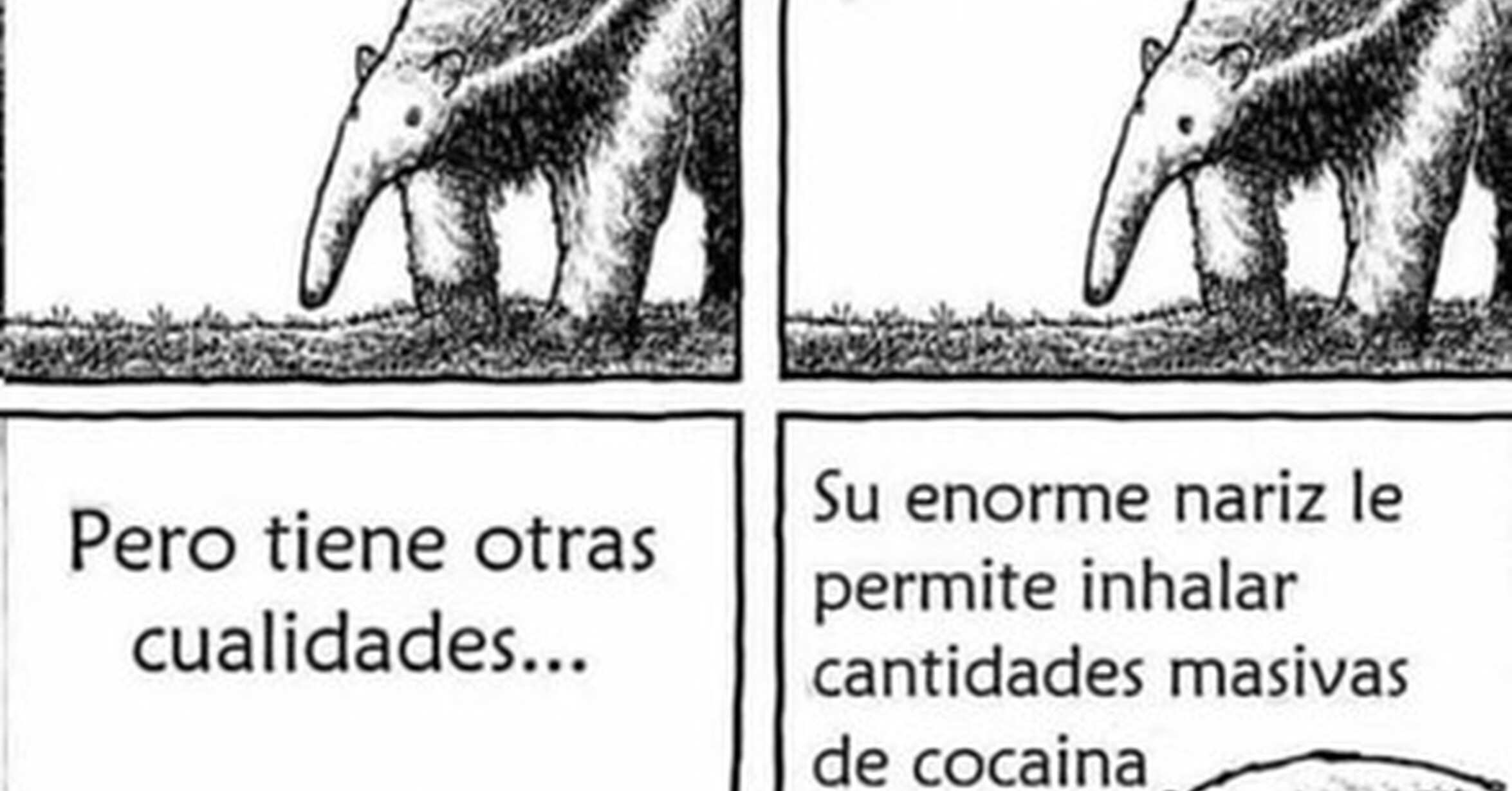 Cuánto cabrón / No menosprecies al oso hormiguero