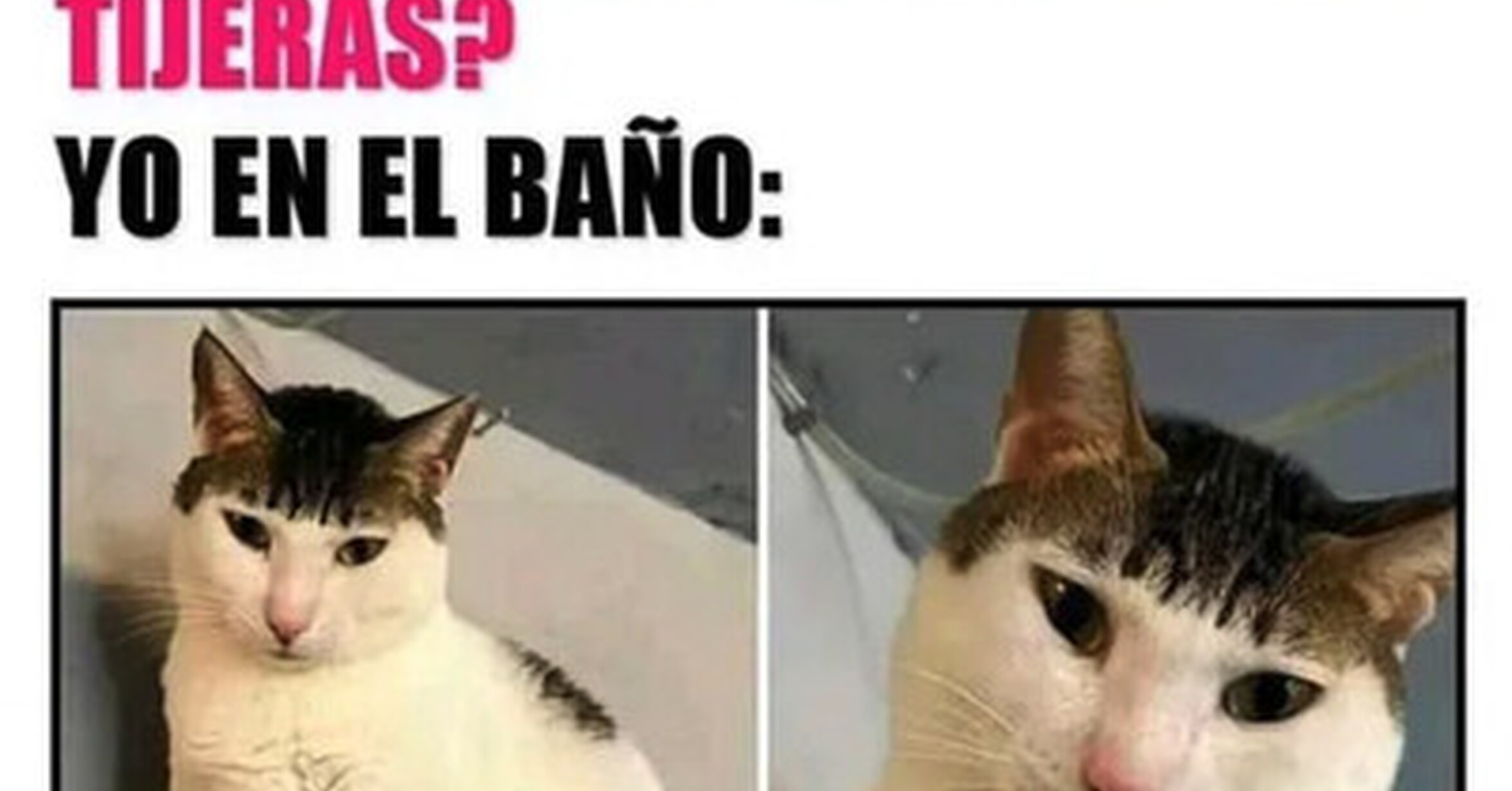 Memes De Flequillo Los Mejores Memes De Harry Potter: Cuando La Magia