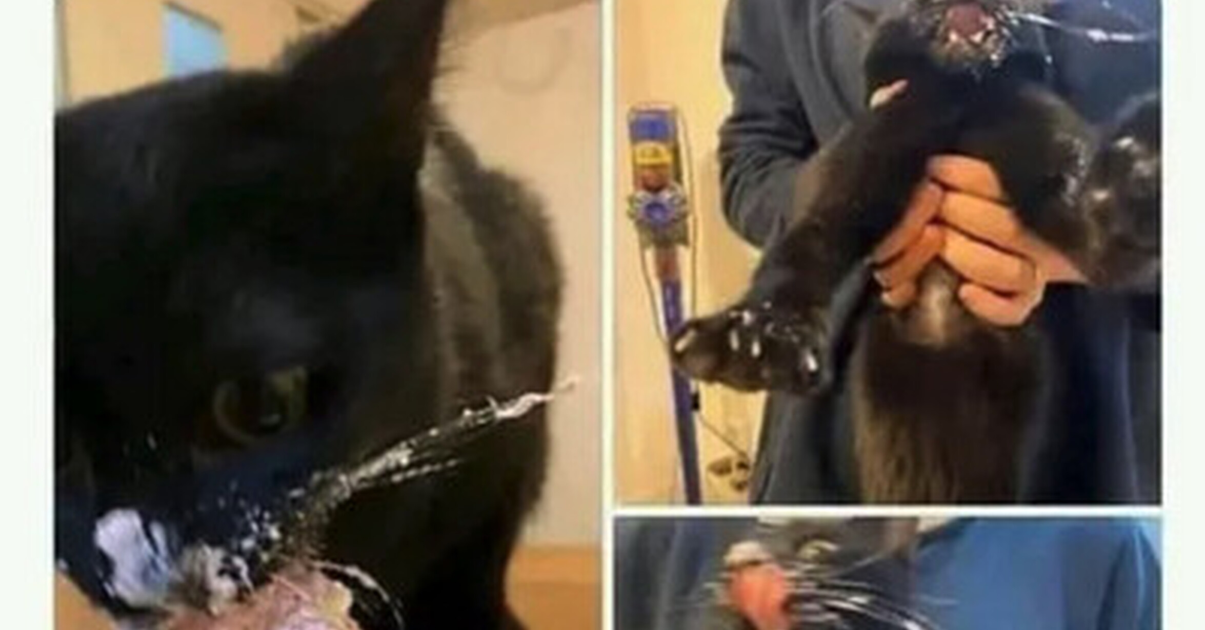 Cuánto cabrón / Se volvió loco el Michi