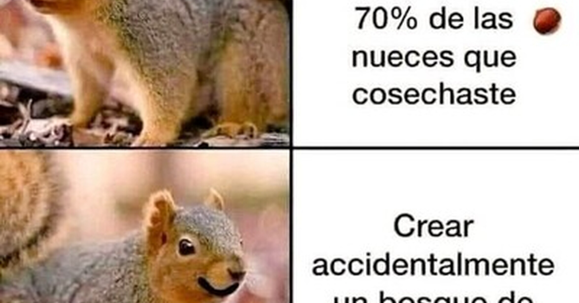 Cuánto cabrón / La ardilla es el mejor animal que existe