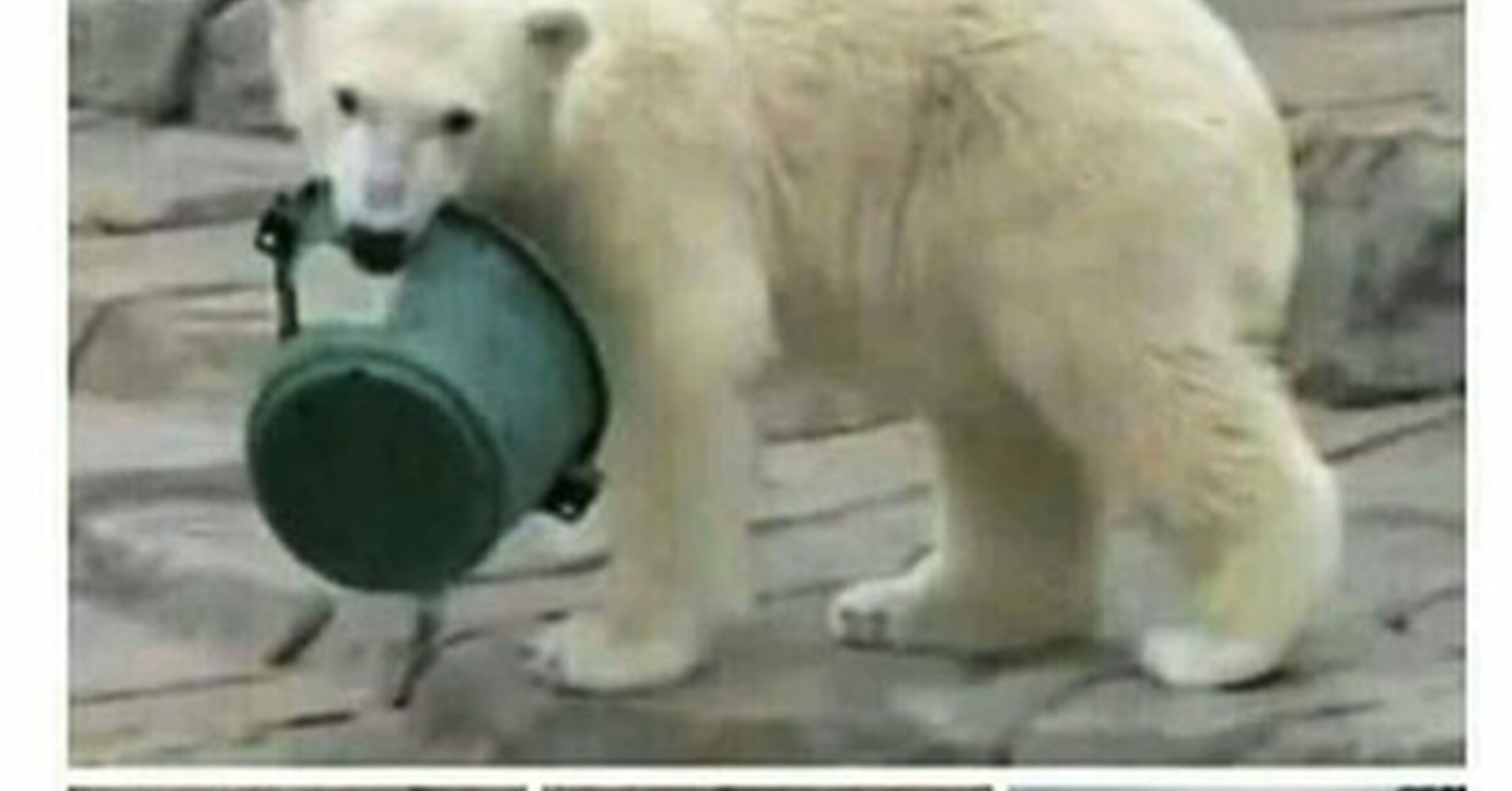 Cuánto cabrón / Oso profundamente ruso