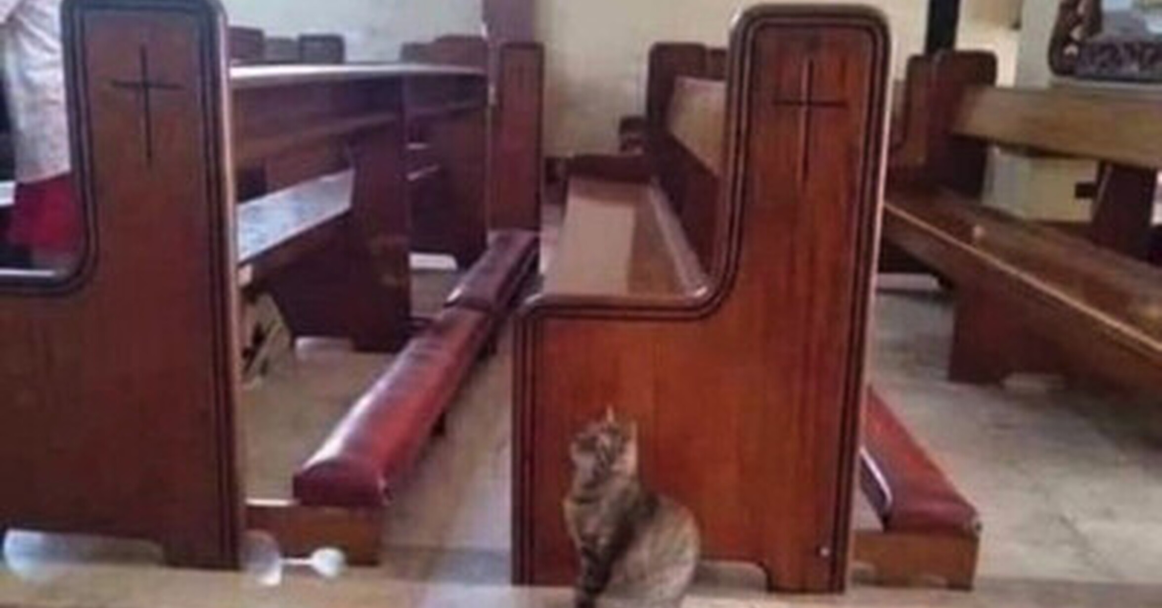 Cuánto cabrón / Misifú se fue a confesar