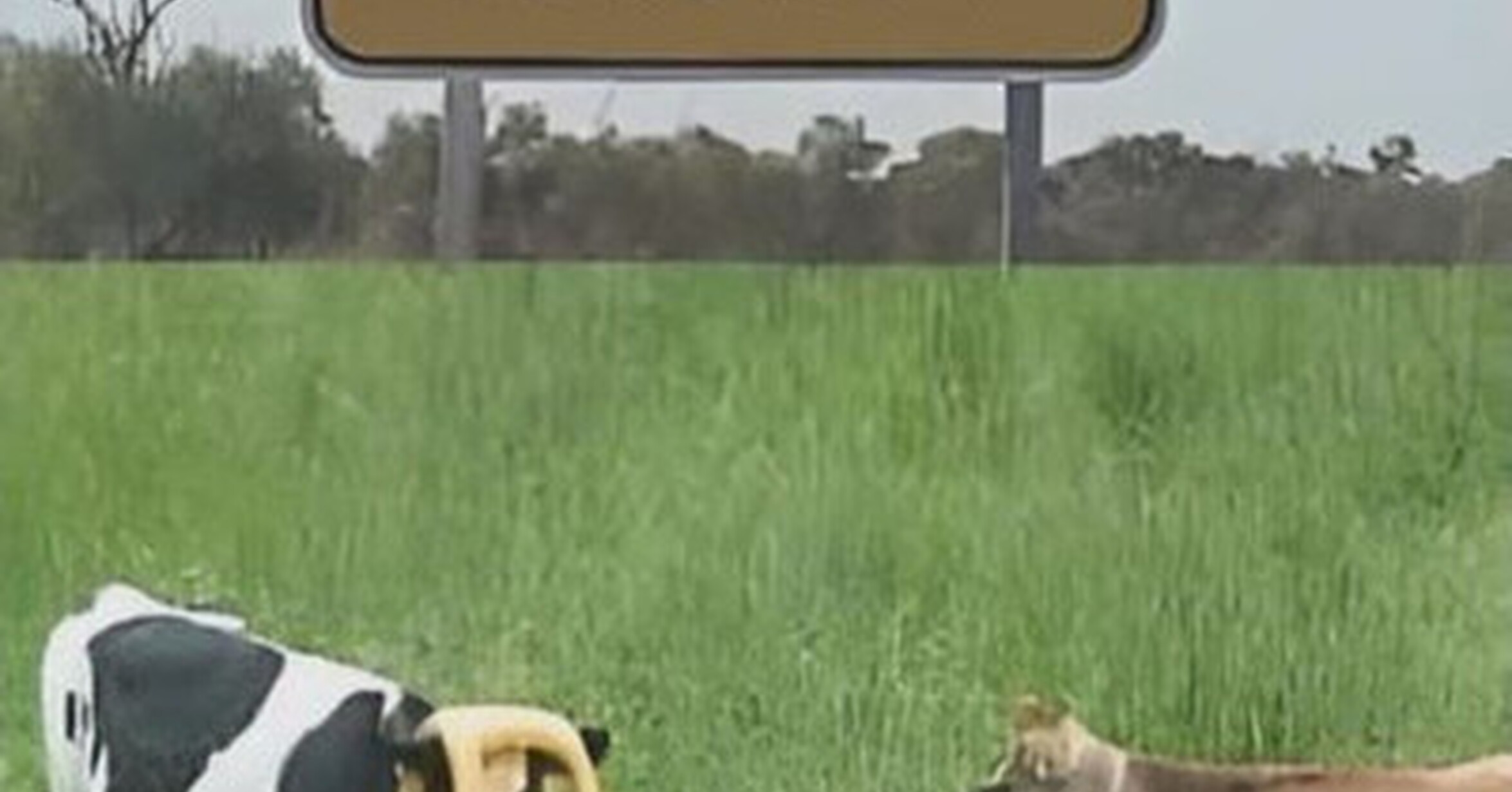 Cuánto cabrón / Por algo pusieron ese cartel