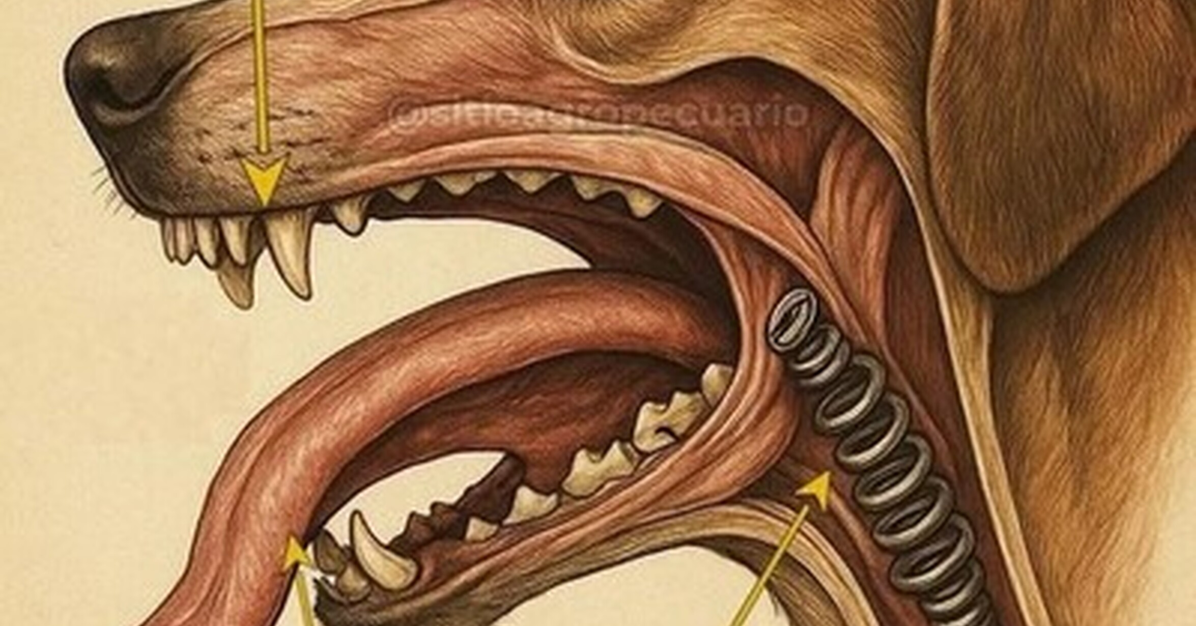 Cuánto cabrón / Así funciona el hocico de un perro