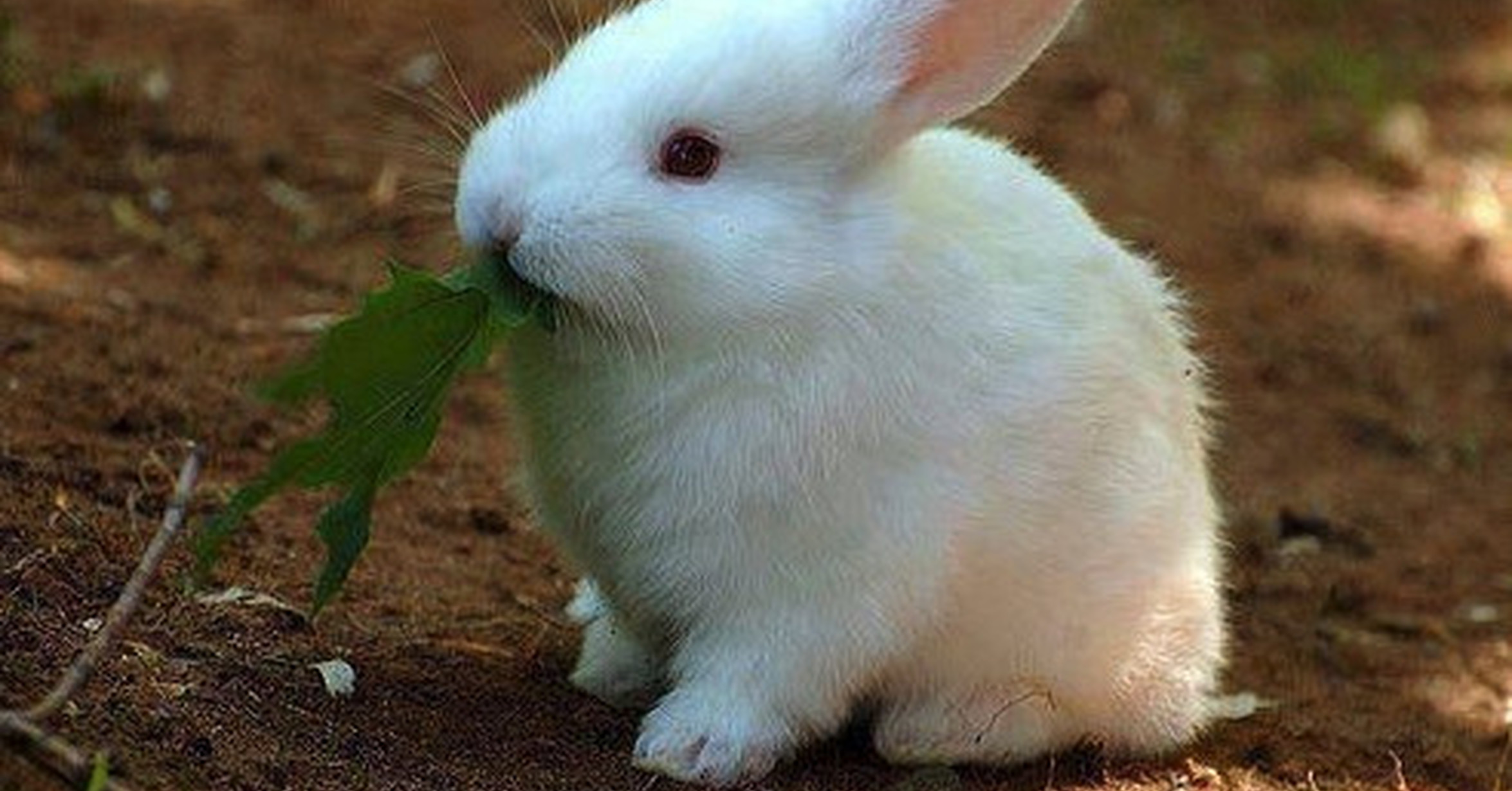 Imagenes De Conejos Bebes