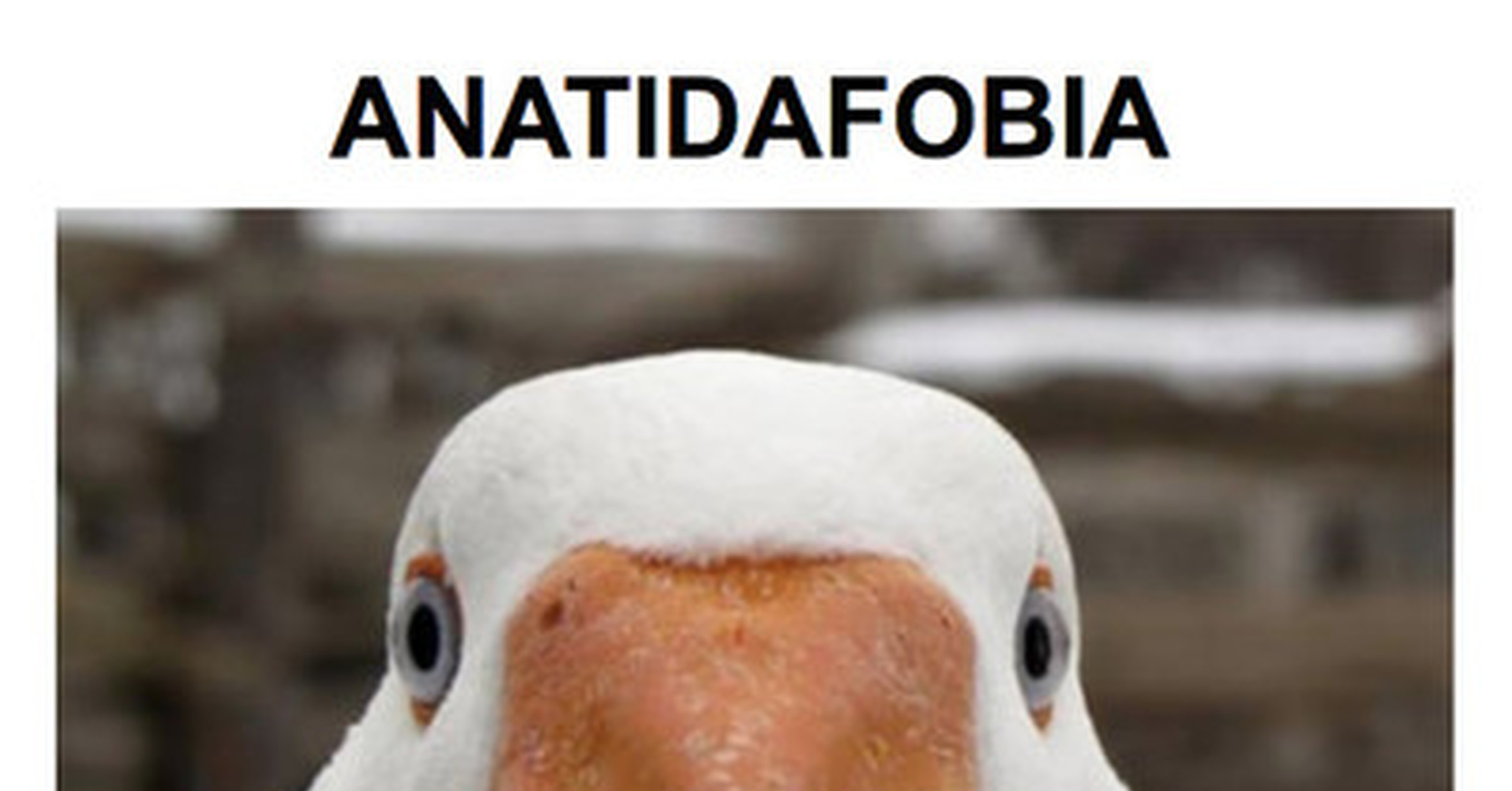 Cuánta Fauna ¿sabes Qué Fobia Es La Anatidafobia