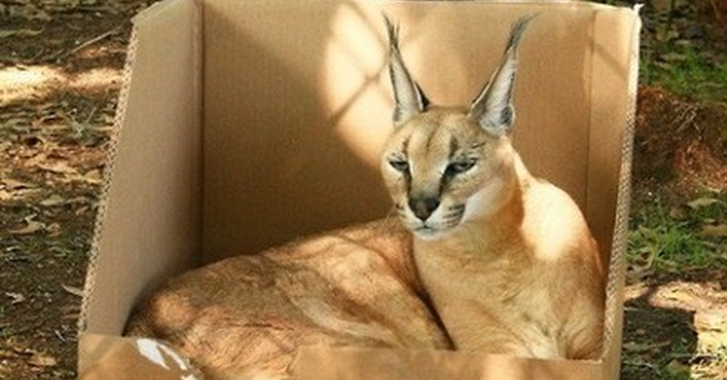 Cuánta Fauna Recopilación De Grandes Felinos En Cajas Porque Un Gato