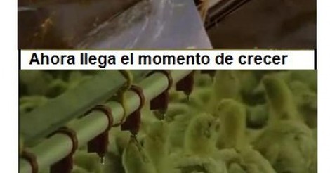 ¡Cuánta razón! / POLLO