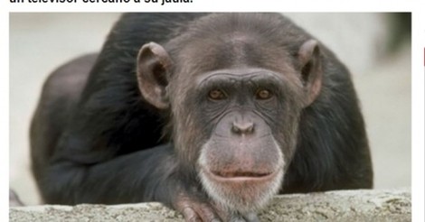 ¡Cuánta razón! / SIMIOS