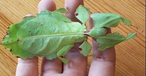 ¡Cuánta razón! / INSECTOS NINJA