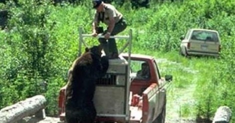 ¡Cuánta razón! / OSO CABRÓN