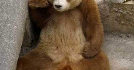 ¡Cuánta razón! / PANDA MARRÓN