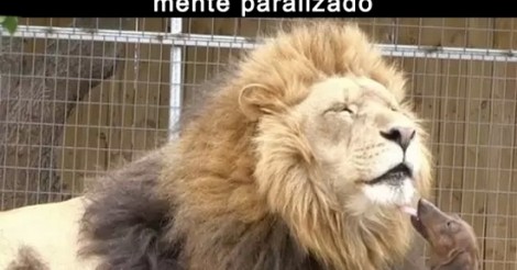 ¡Cuánta razón! / MILO Y EL LEÓN