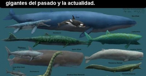 Comparación Del Tamaño De La Ballena Azul Con El Megalodón