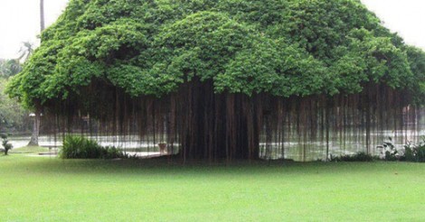 ¡Cuánta razón! / ÁRBOL BANIANO