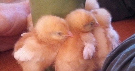 ¡Cuánta razón! / POLLITOS