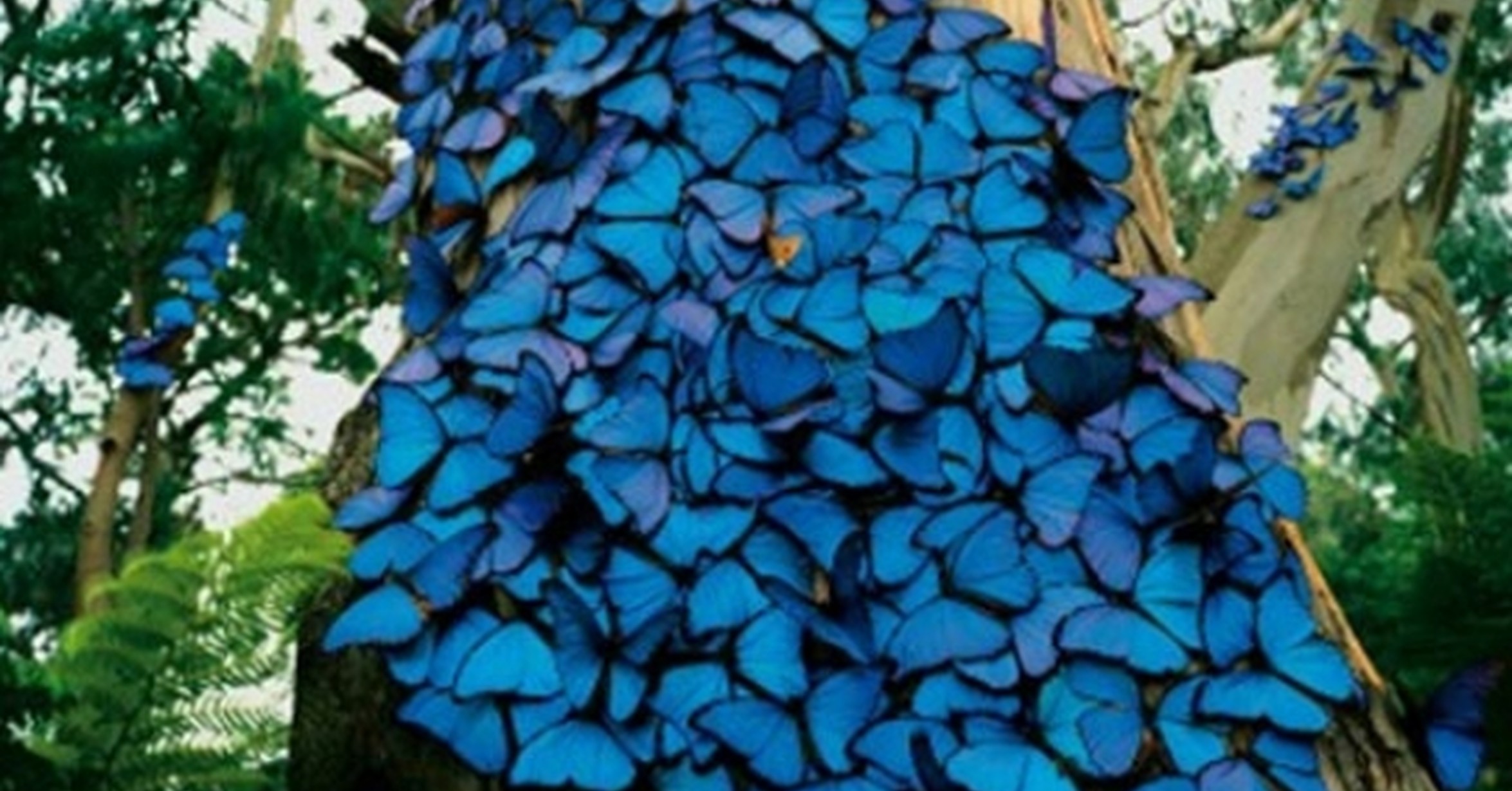 ¡Cuánta razón! / MARIPOSAS AZULES