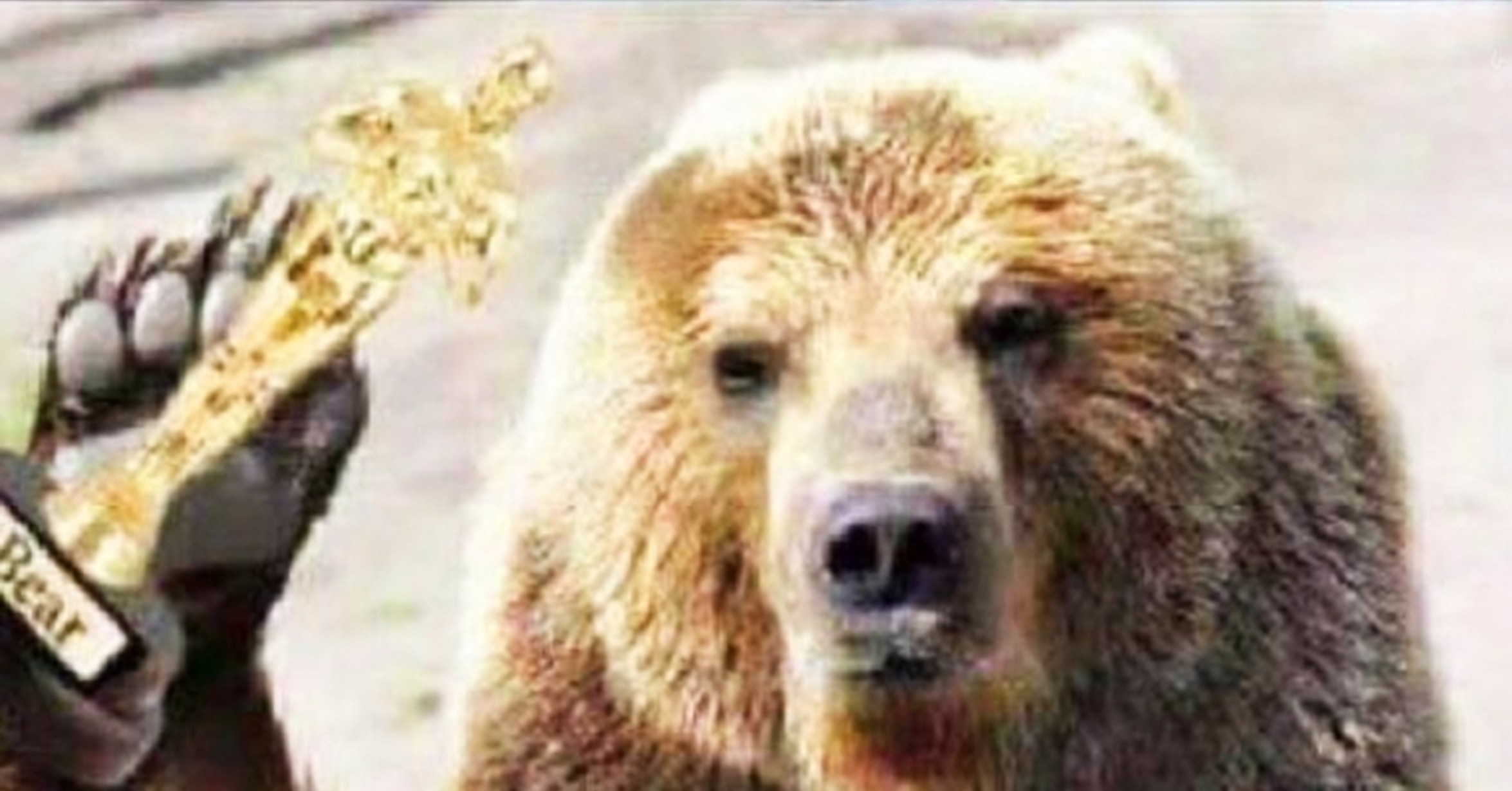 Memes Dicaprio Y Oso