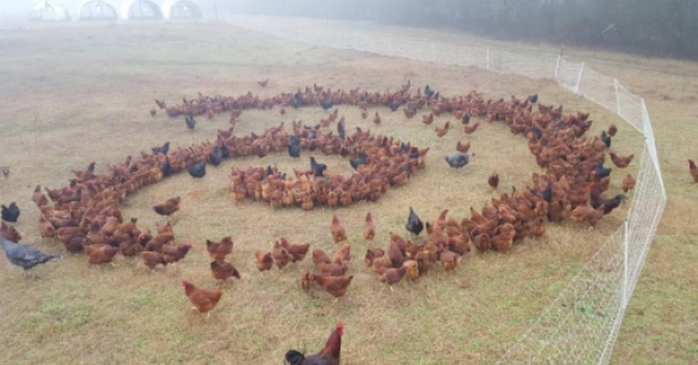 ¡Cuánta razón! / Y por cosas como ésta me dan miedo las gallinas