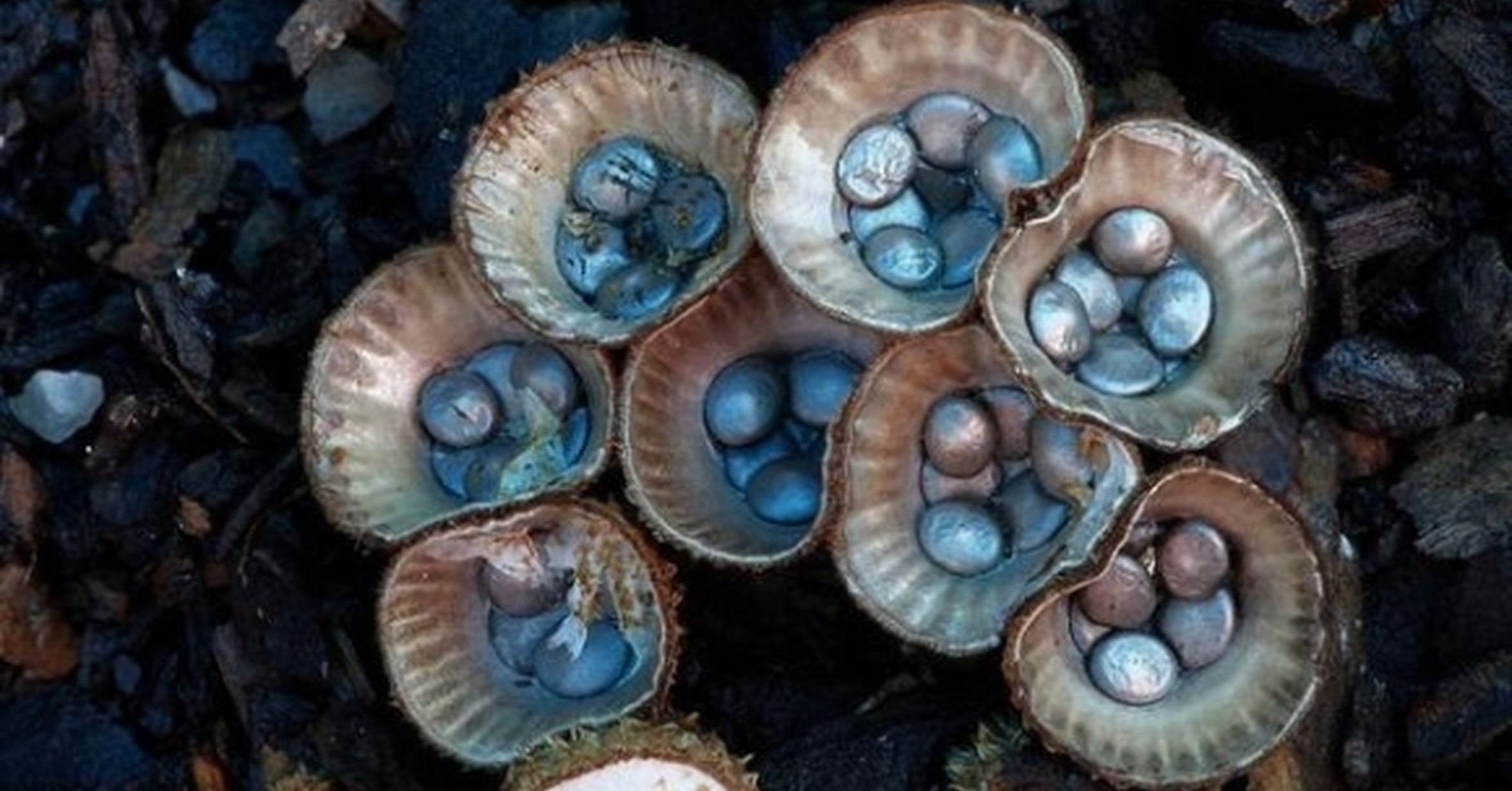 Los hongos más raros del mundo