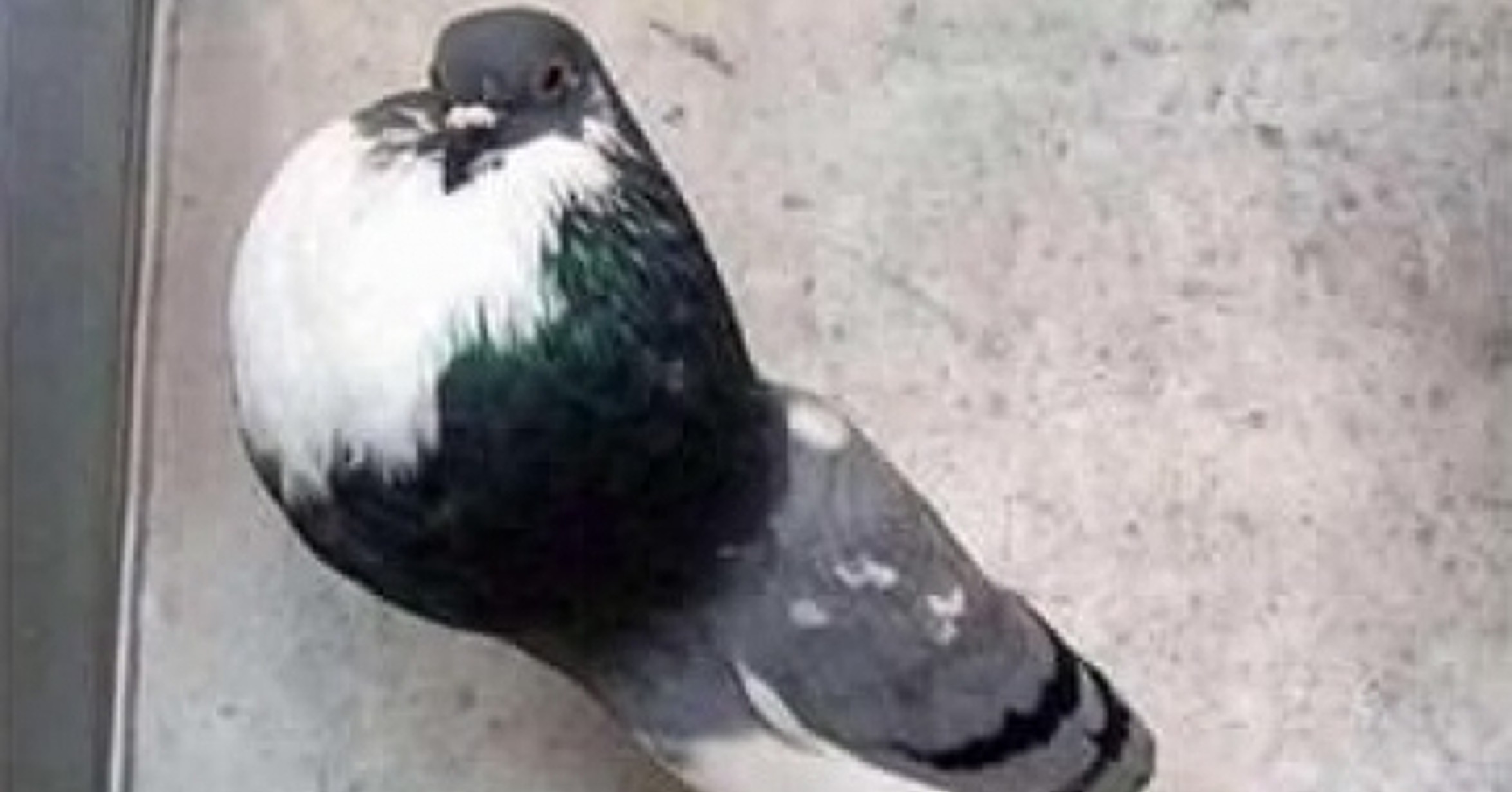 ¡Cuánta razón! / CUANDO HAS TOSIDO DOS VECES