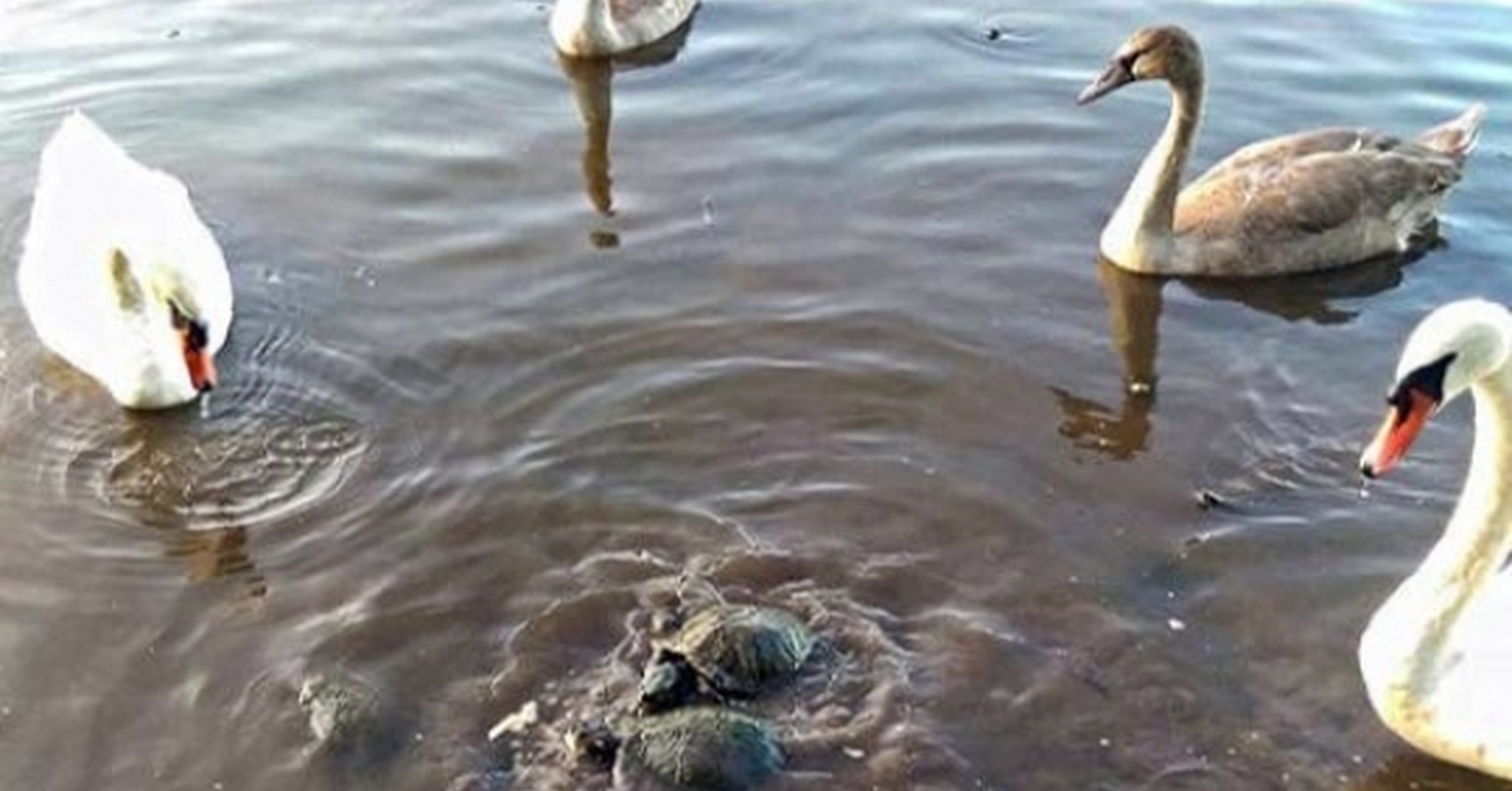 ¡Cuánta razón! / La primera regla es no graznar sobre el club de la lucha