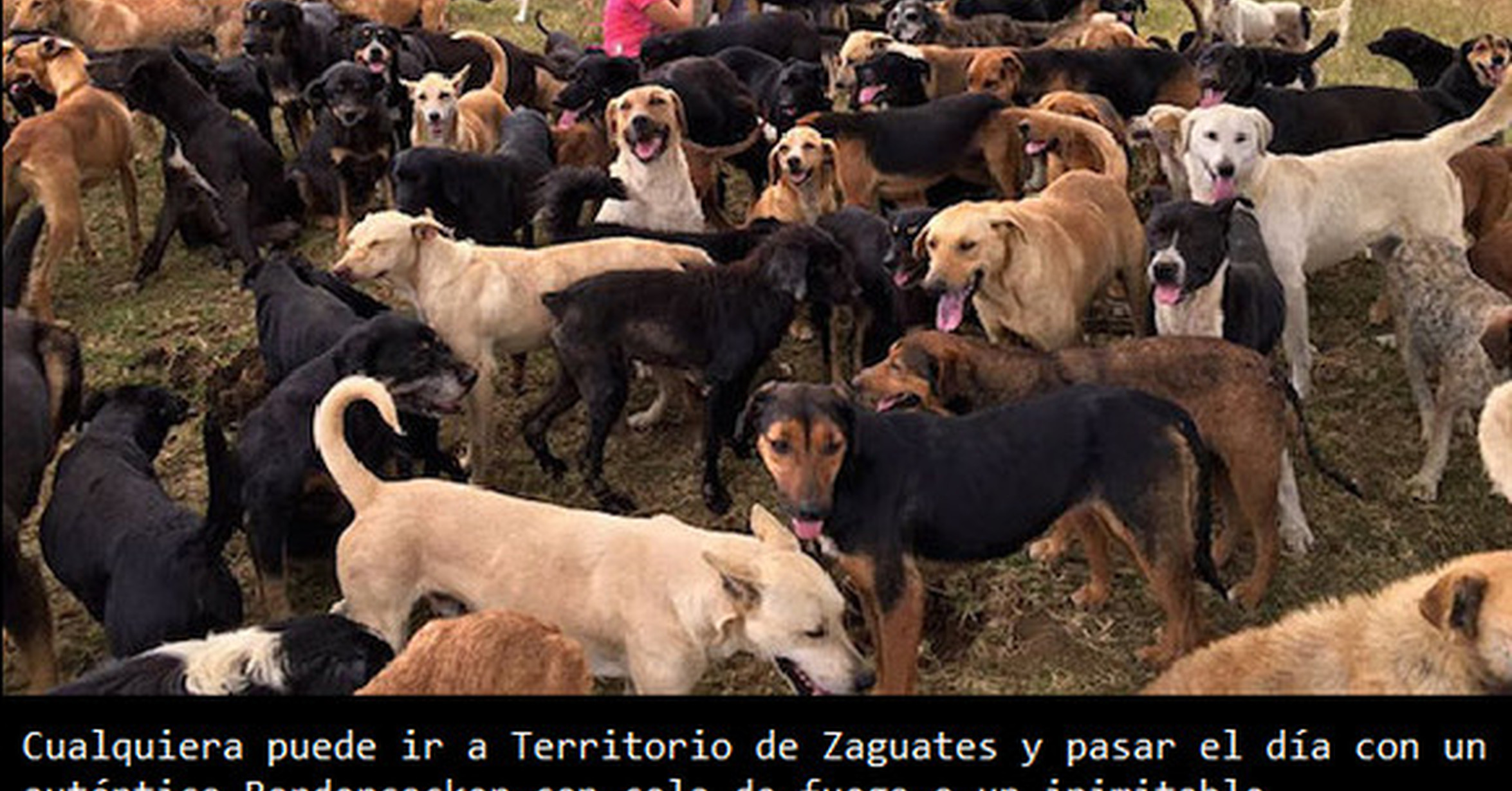 ¡Cuánta razón! / Territorio de Zaguates: el paraíso de los perros ...
