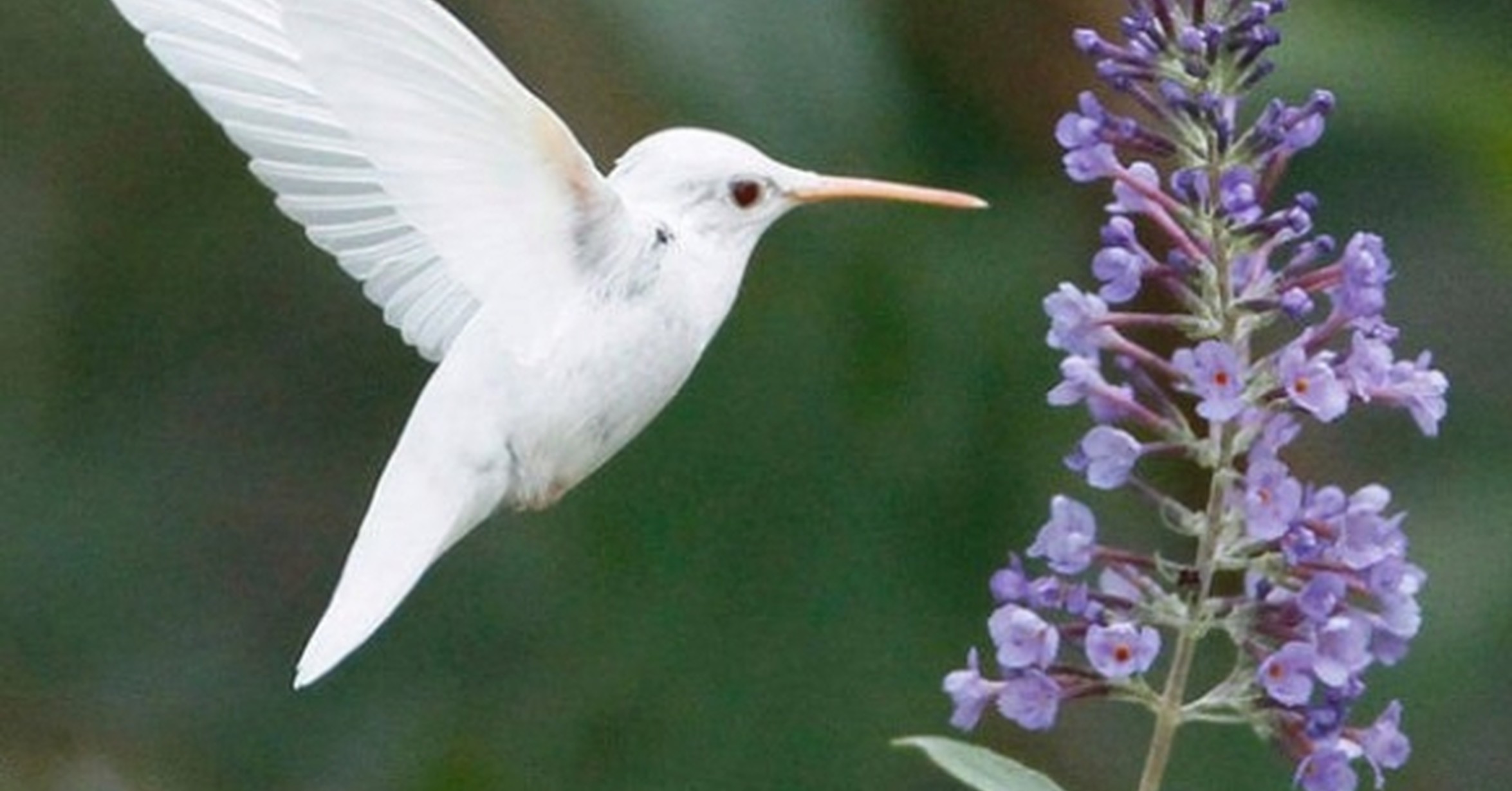 ¡Cuánta razón! / COLIBRÍ ALBINO