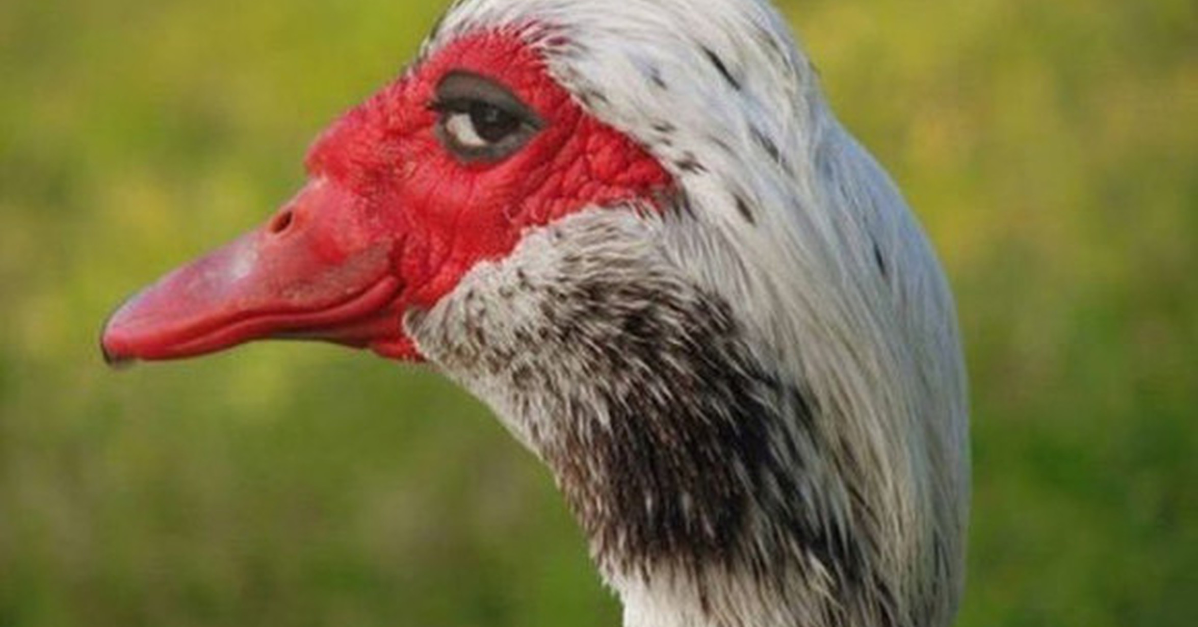 ¡Cuánta razón! / Estúpido y sensual pato