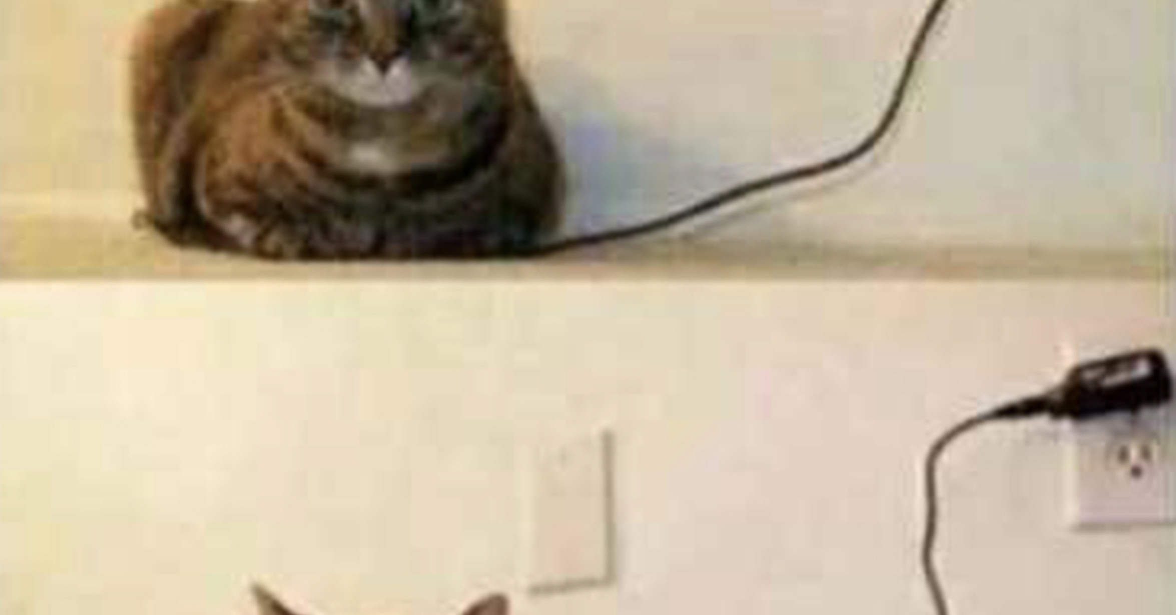 ¡Cuánta razón! / Es fácil saber cuando tu gato ha terminado de cargarse