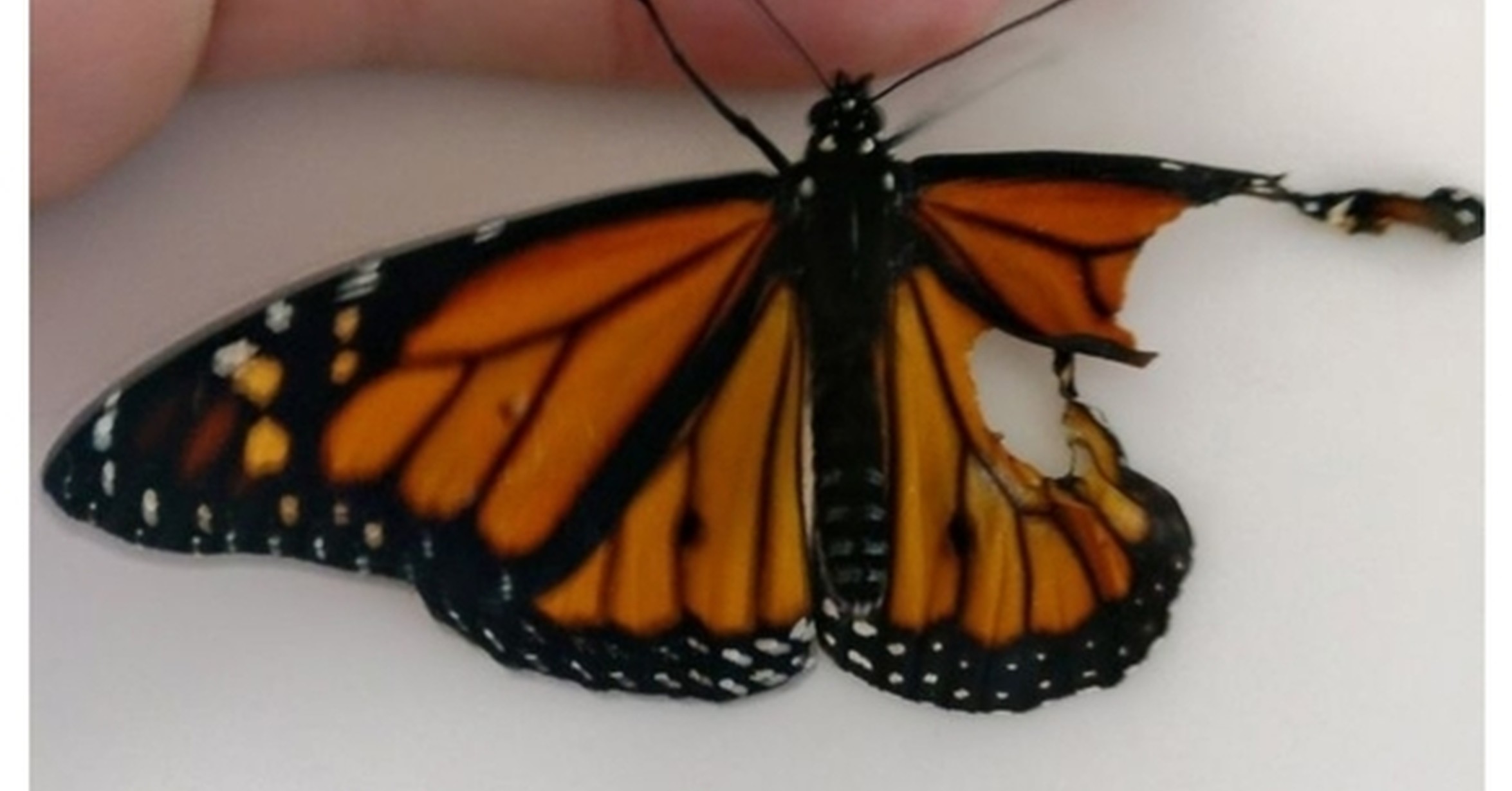 ¡Cuánta razón! / Una mujer opera a una mariposa monarca con un ala rota