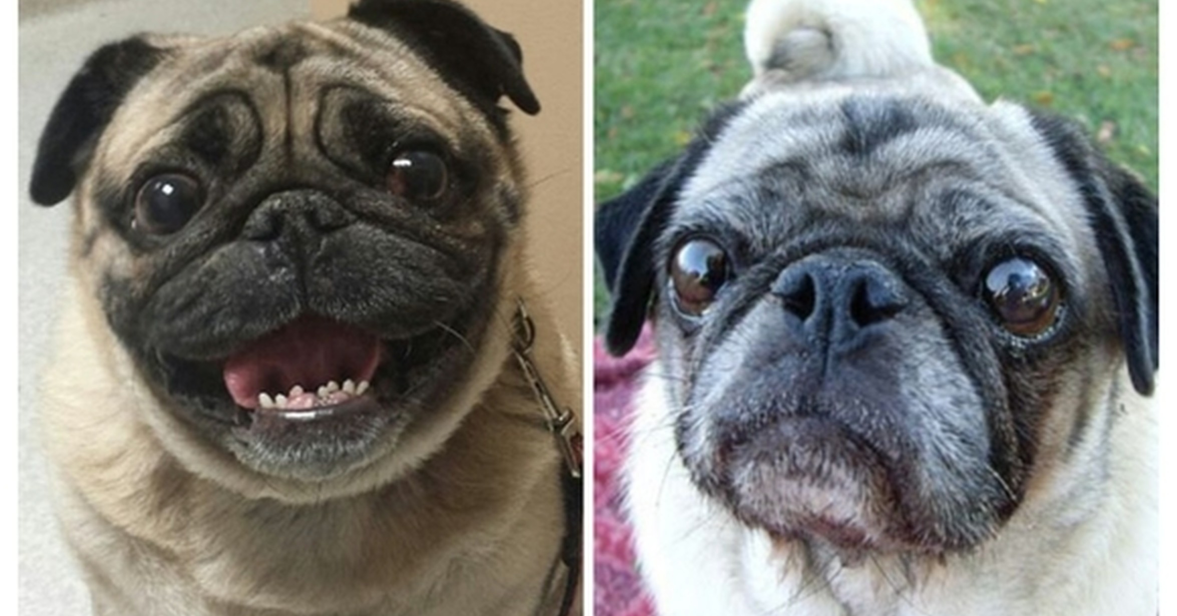 ¡Cuánta razón! / El 50% de los perros de morro corto no pueden respirar ...