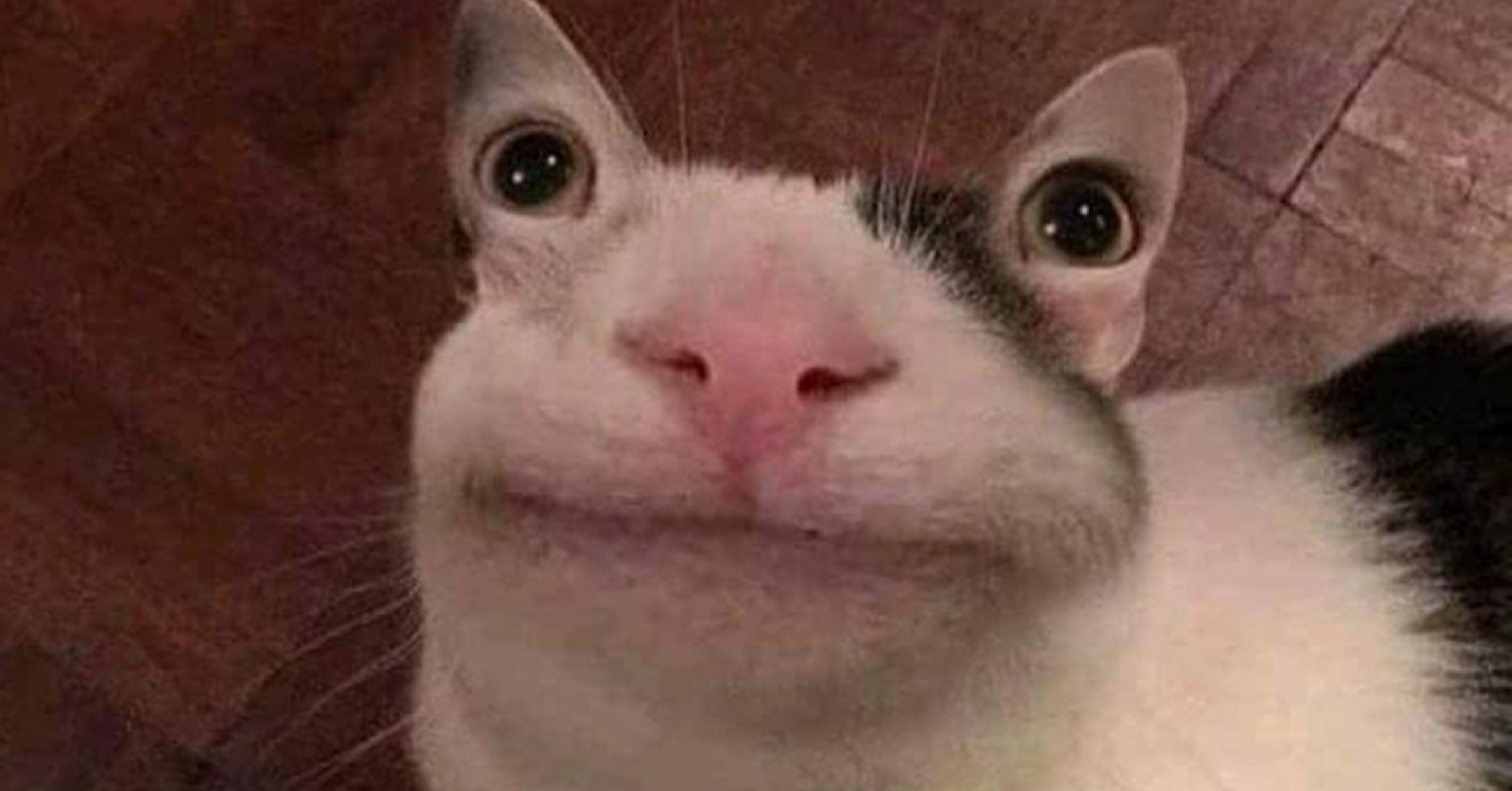 ¡Cuánta razón! / El gato está raro...