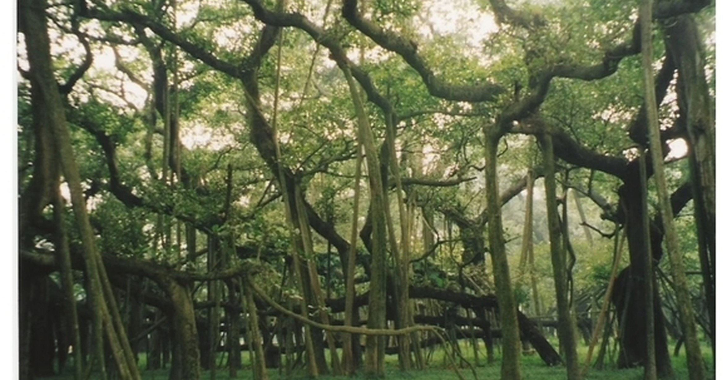 ¡Cuánta razón! / Conoce al Gran Baniano: el asombroso árbol que parece ...