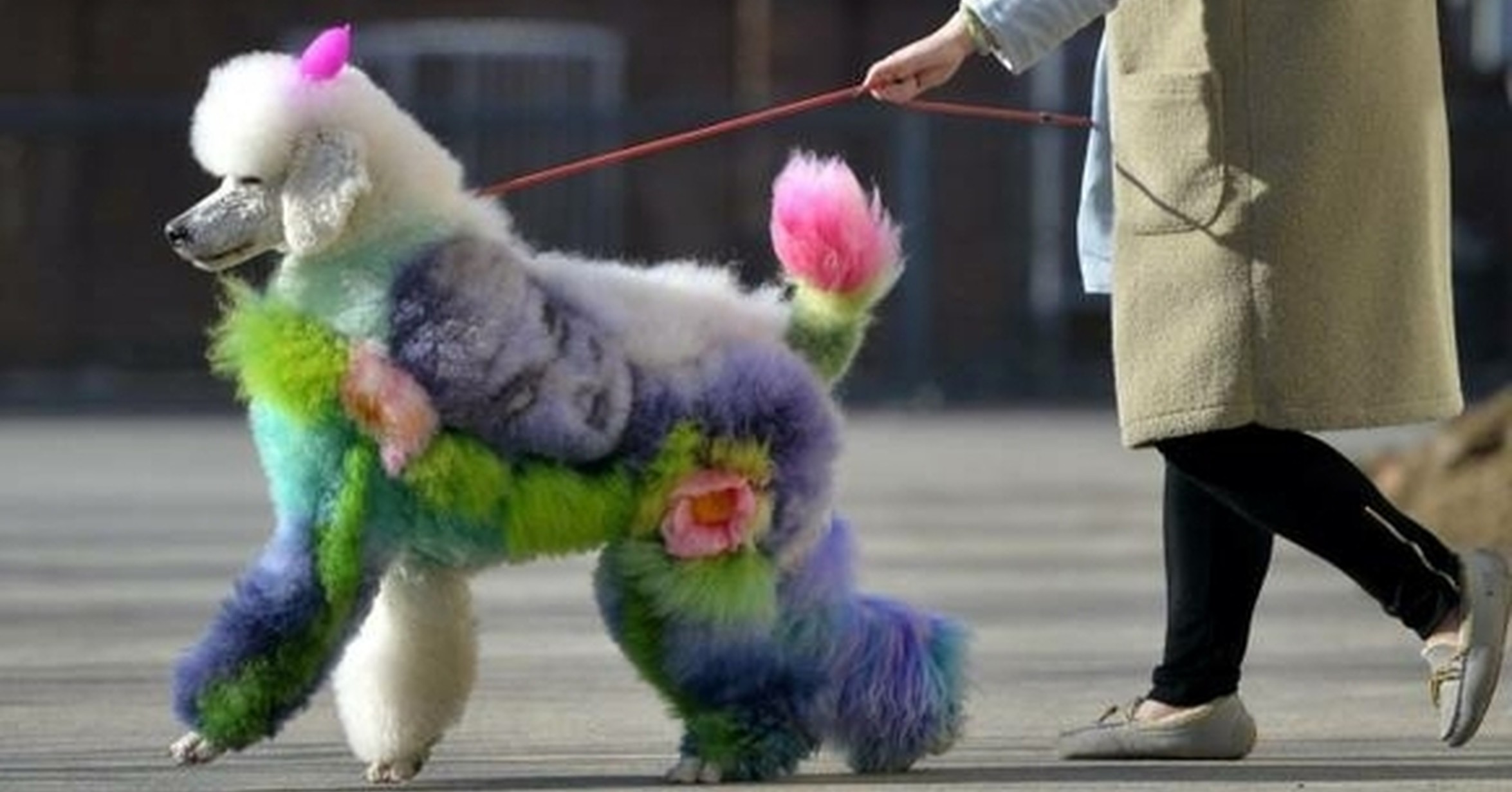 ¡Cuánta razón! / Pobre perro...