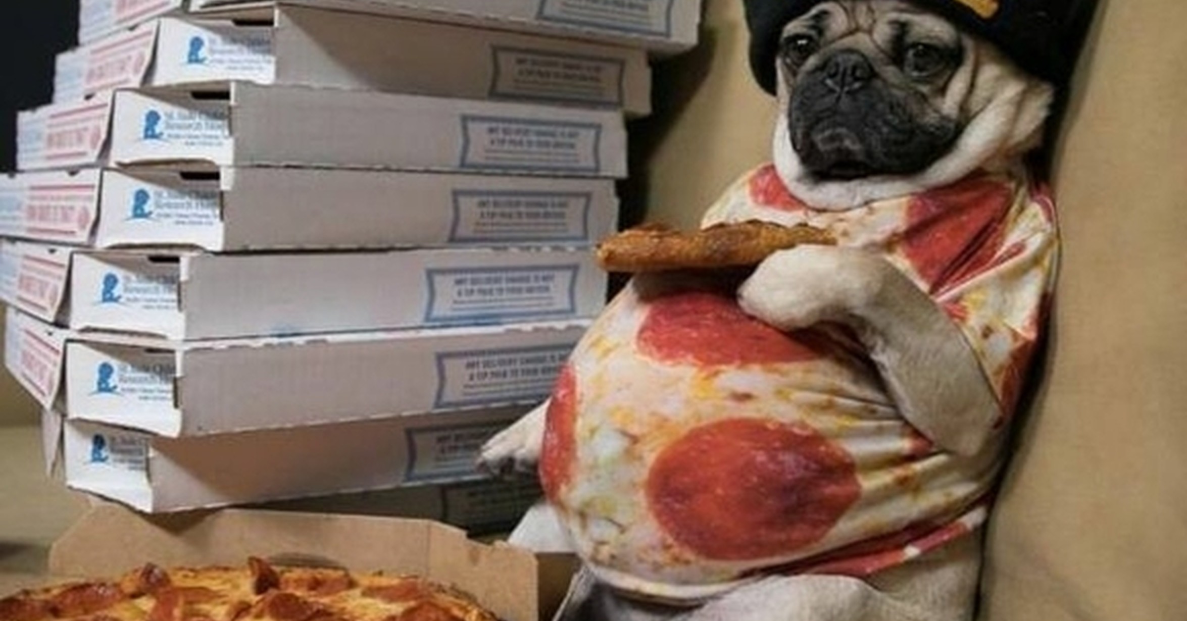 Cachorros Comiendo Pizza Perros Comiendo Pizza | TikTok