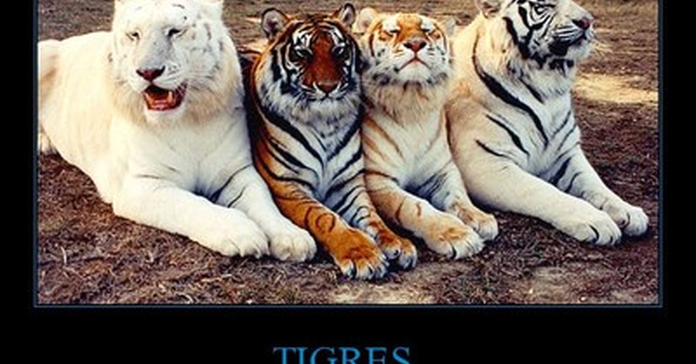 ¡Cuánta razón! / Cuatro tigres de diferentes colores en una foto